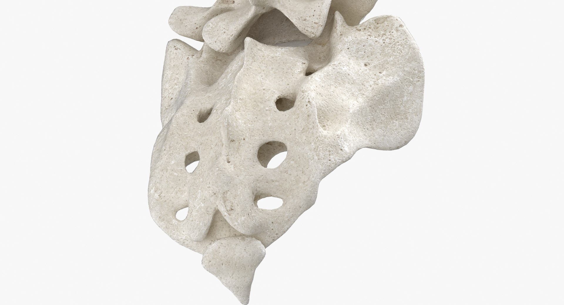 Human Lumbar and Sacrum Vertebrae L1 to S5 Bones White Collection 01 ...