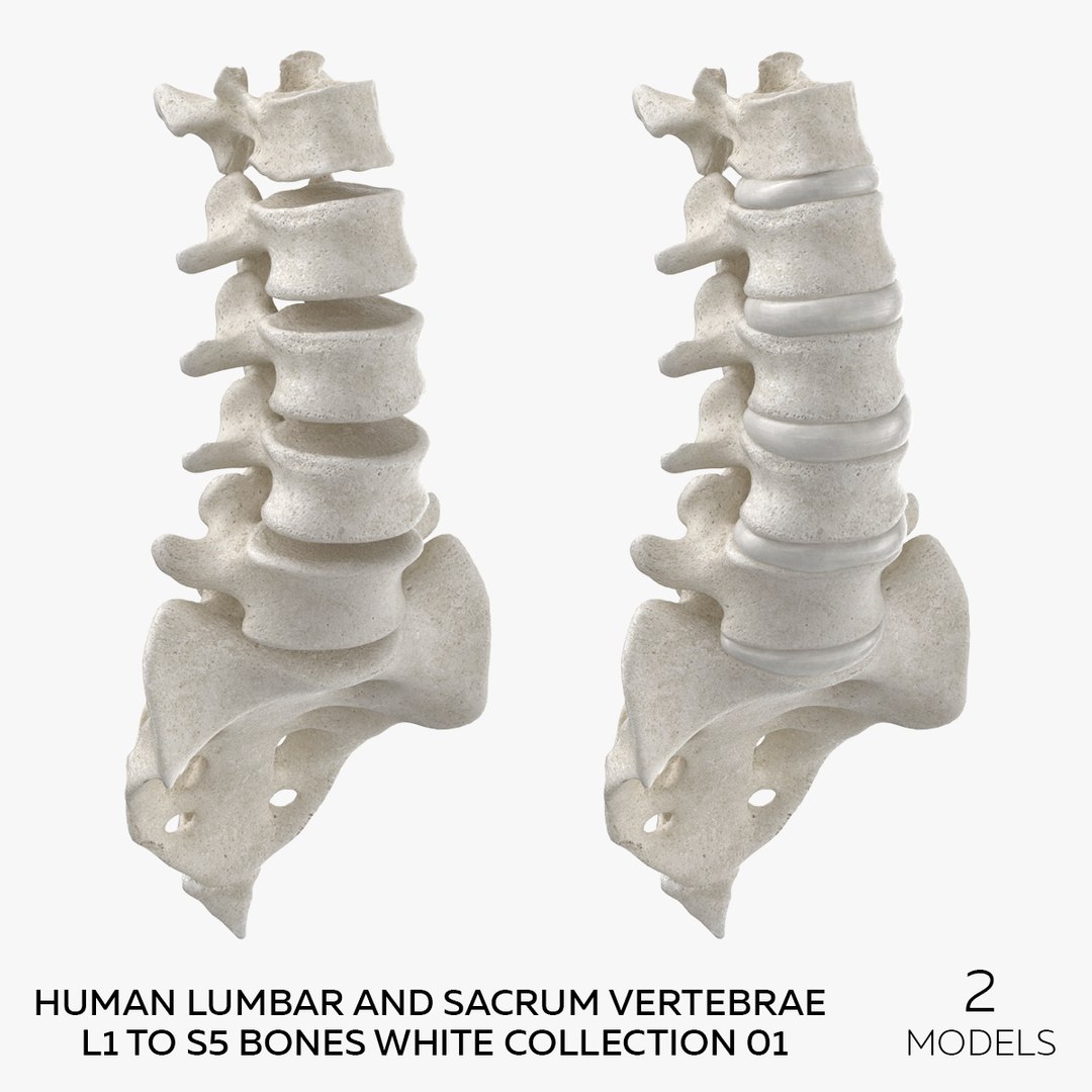 Human Lumbar And Sacrum Vertebrae L1 To S5 Bones White Collection 01 ...