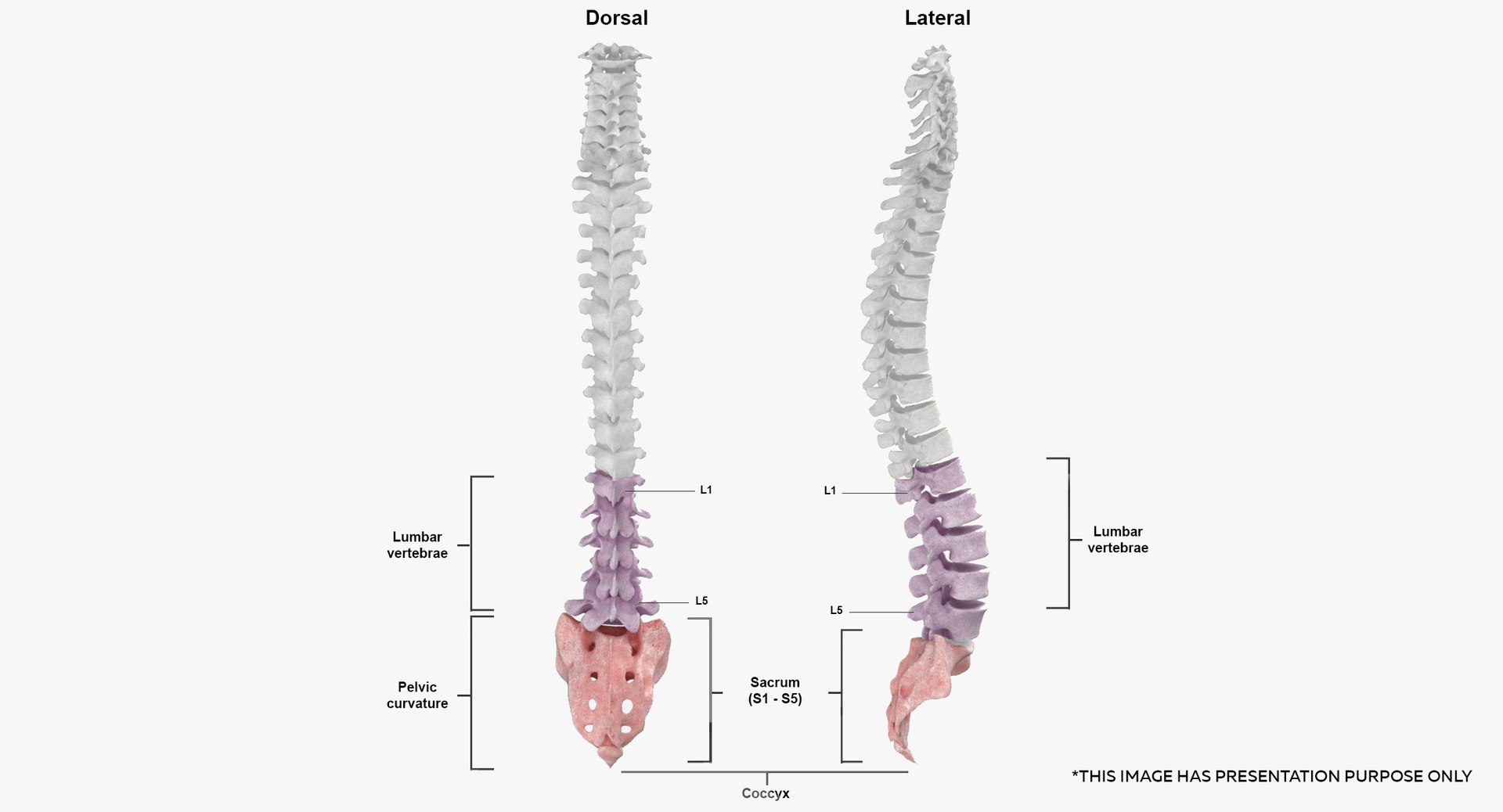 Human Lumbar And Sacrum Vertebrae L1 To S5 Bones White Collection 01 ...