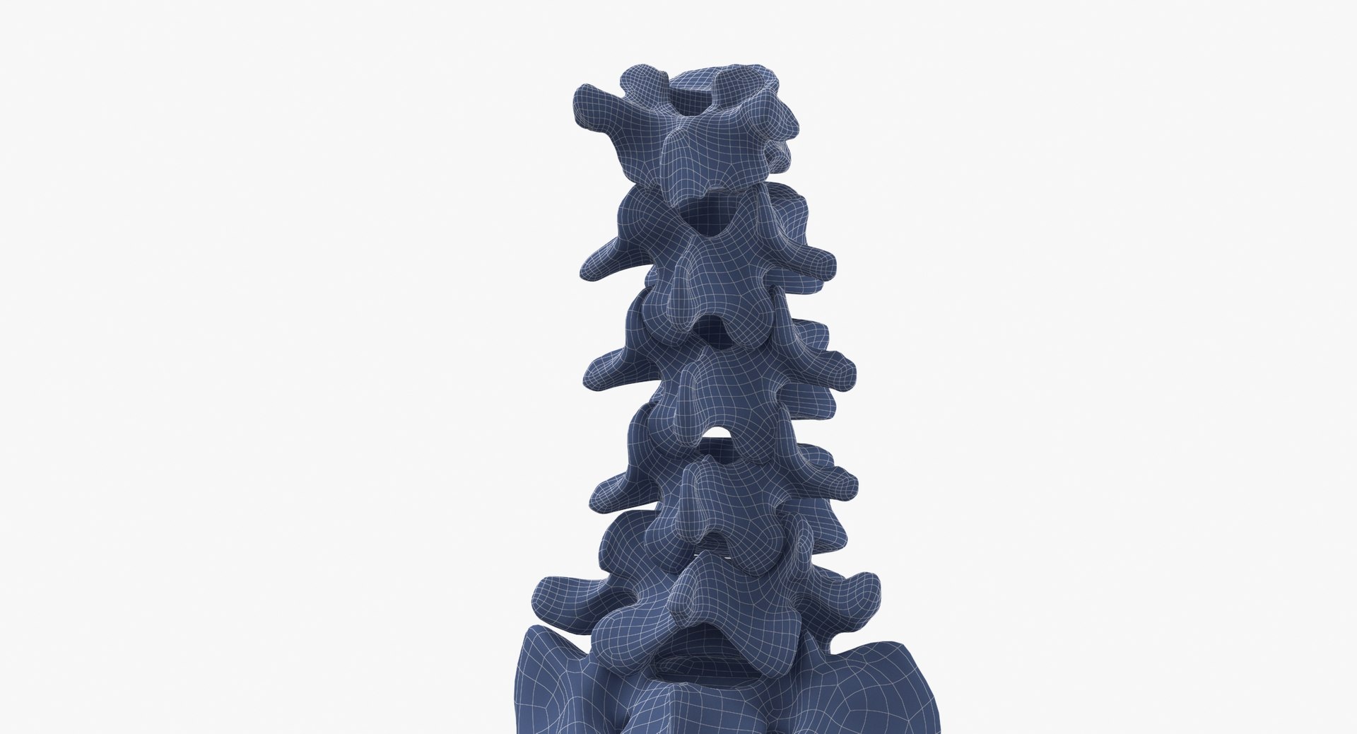 Human Lumbar and Sacrum Vertebrae L1 to S5 Bones White Collection 01 ...