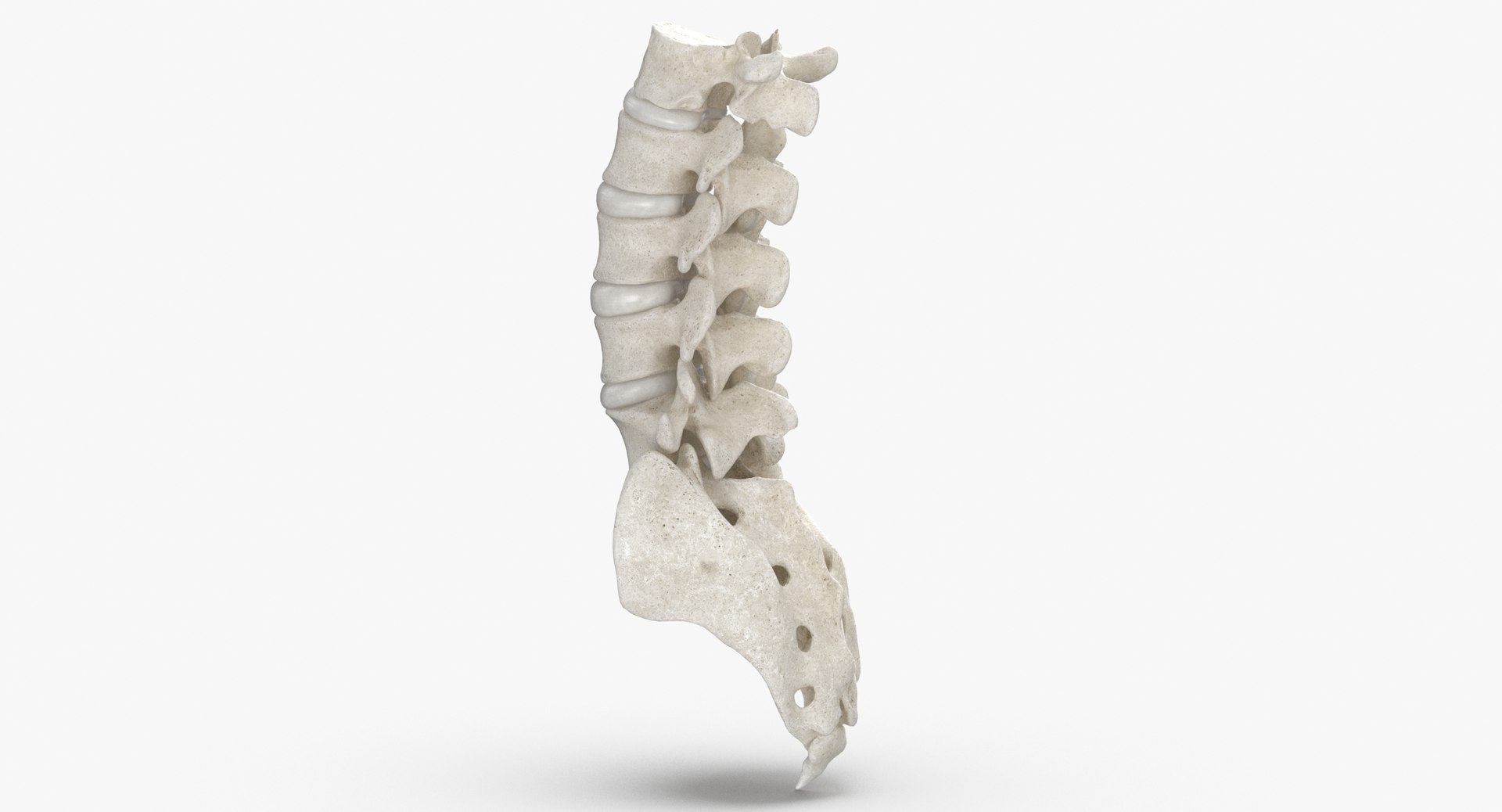 Human Lumbar and Sacrum Vertebrae L1 to S5 Bones White Collection 01 ...