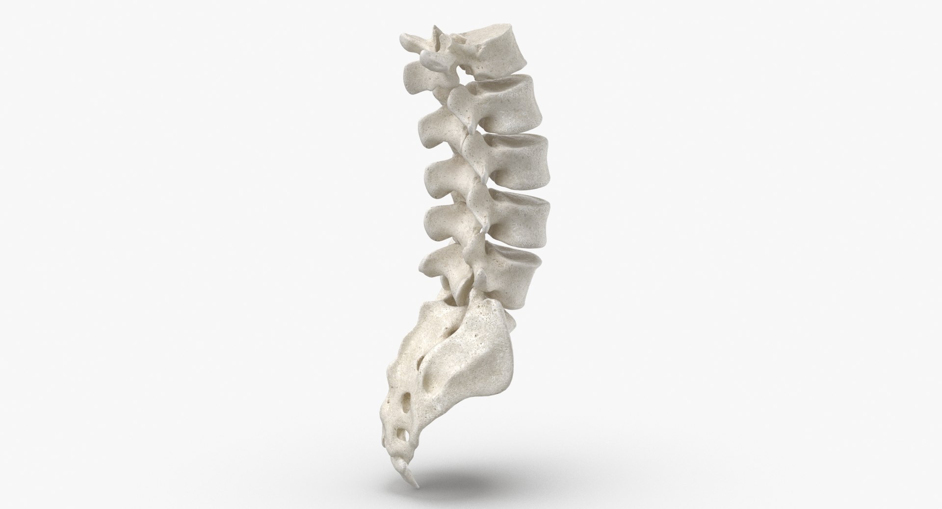 Human Lumbar and Sacrum Vertebrae L1 to S5 Bones White Collection 01 ...