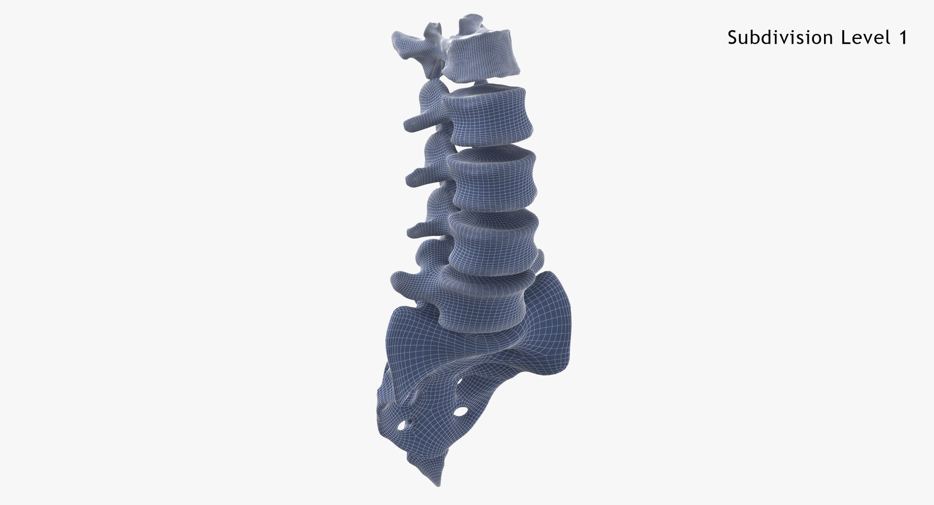 Human Lumbar and Sacrum Vertebrae L1 to S5 Bones White Collection 01 ...