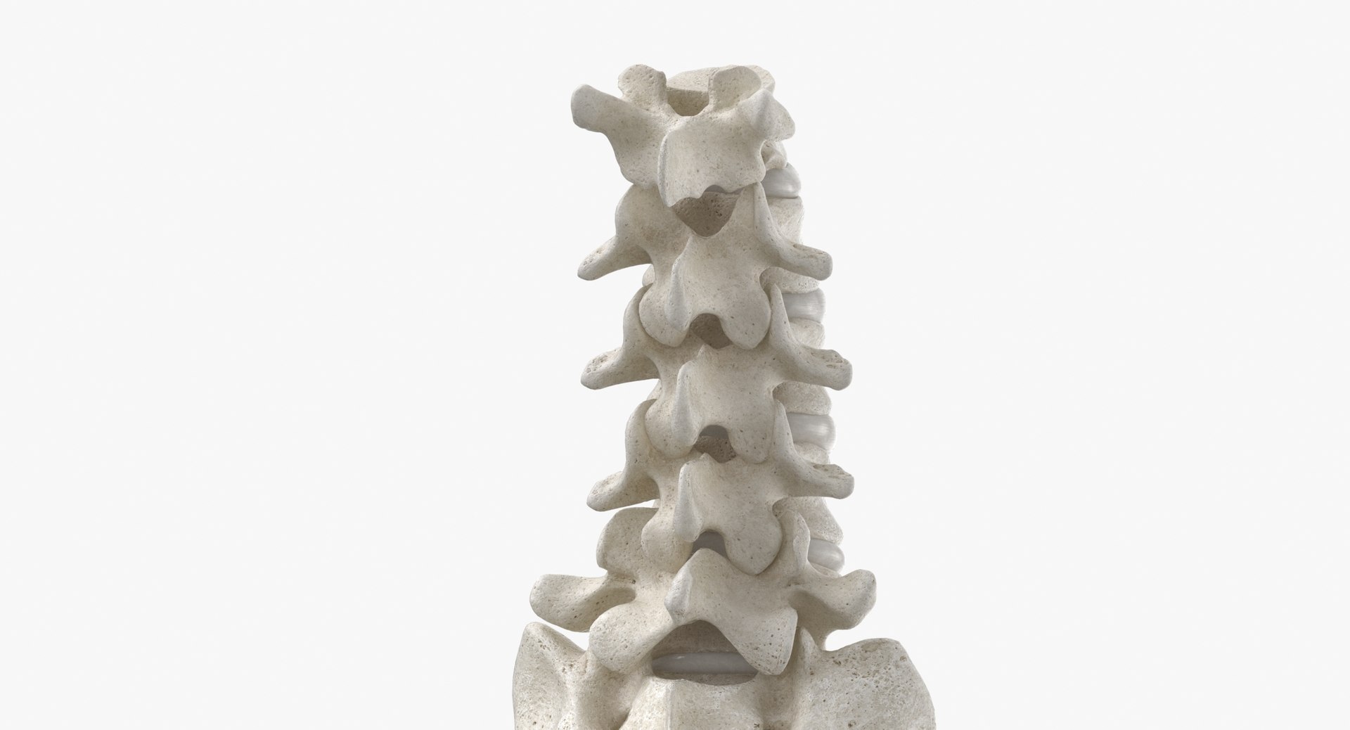 Human Lumbar and Sacrum Vertebrae L1 to S5 Bones White Collection 01 ...
