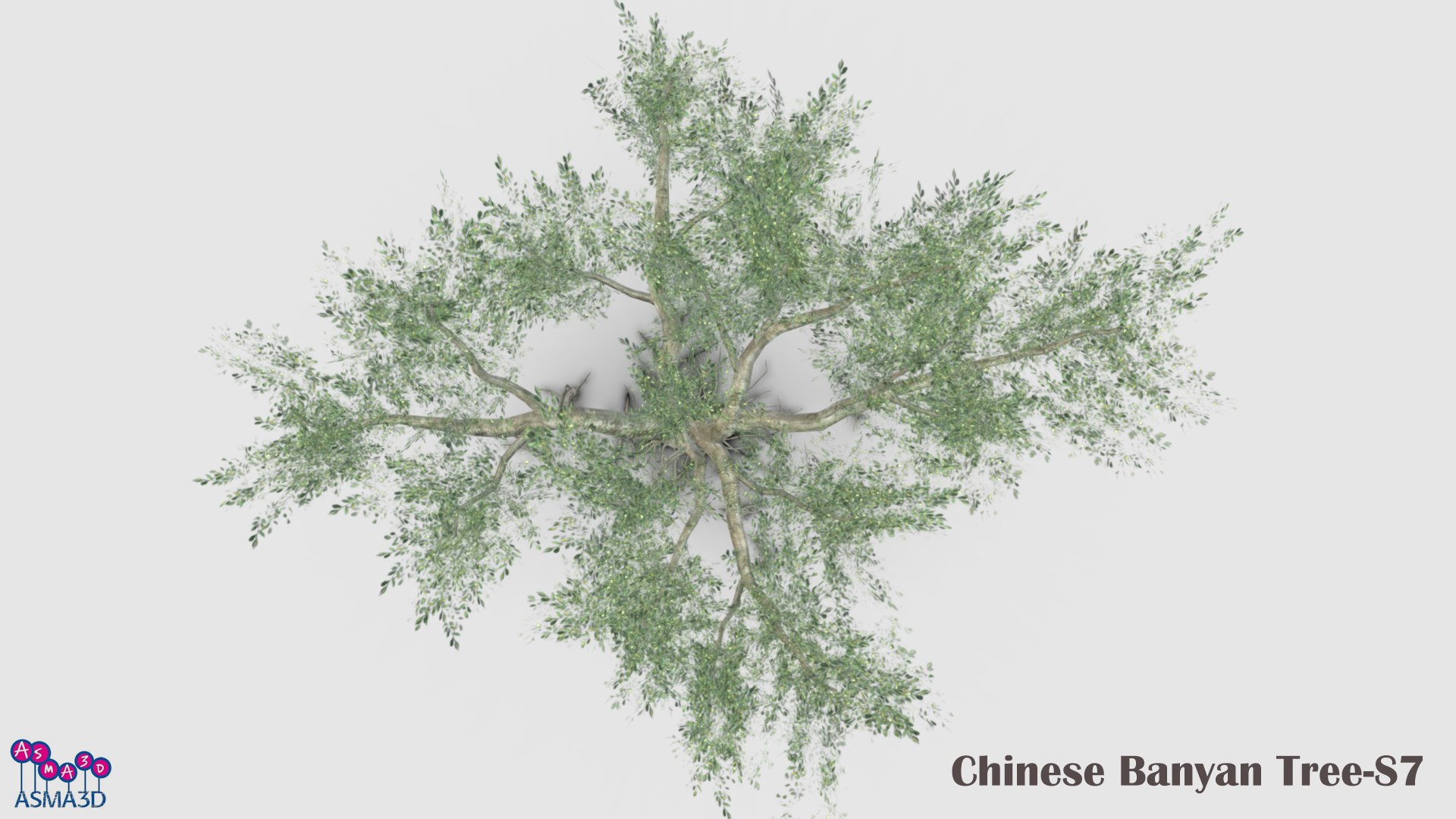Chinese Banyan Tree-S7 3D Model - TurboSquid 2203247