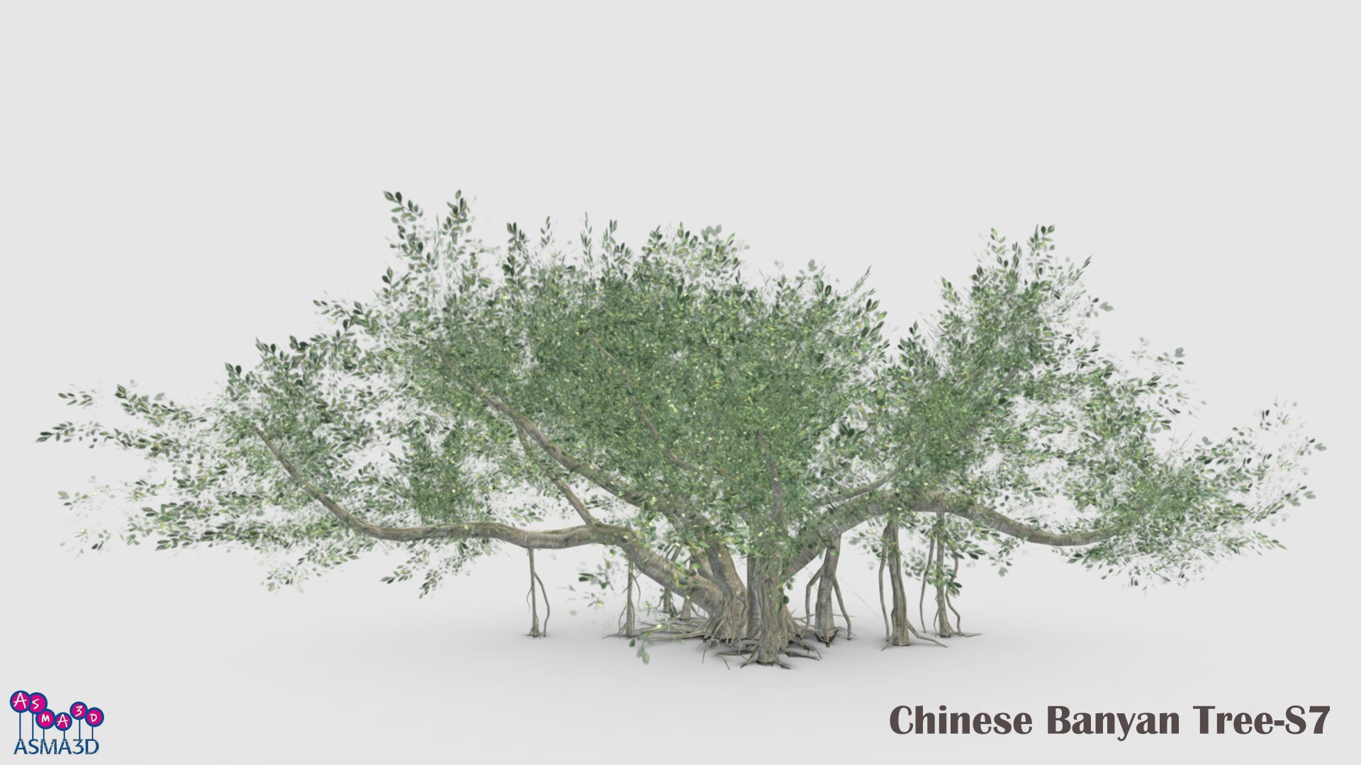Chinese Banyan Tree-S7 3D Model - TurboSquid 2203247