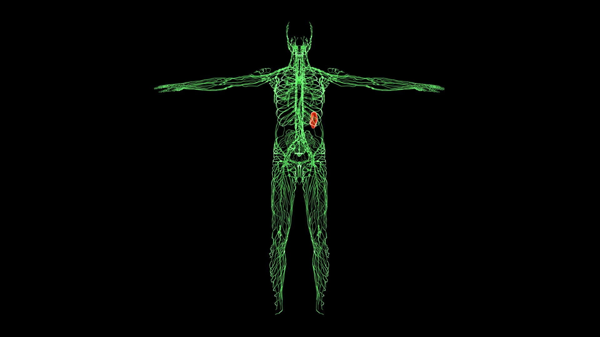 3D Lymphatic System - TurboSquid 1834788