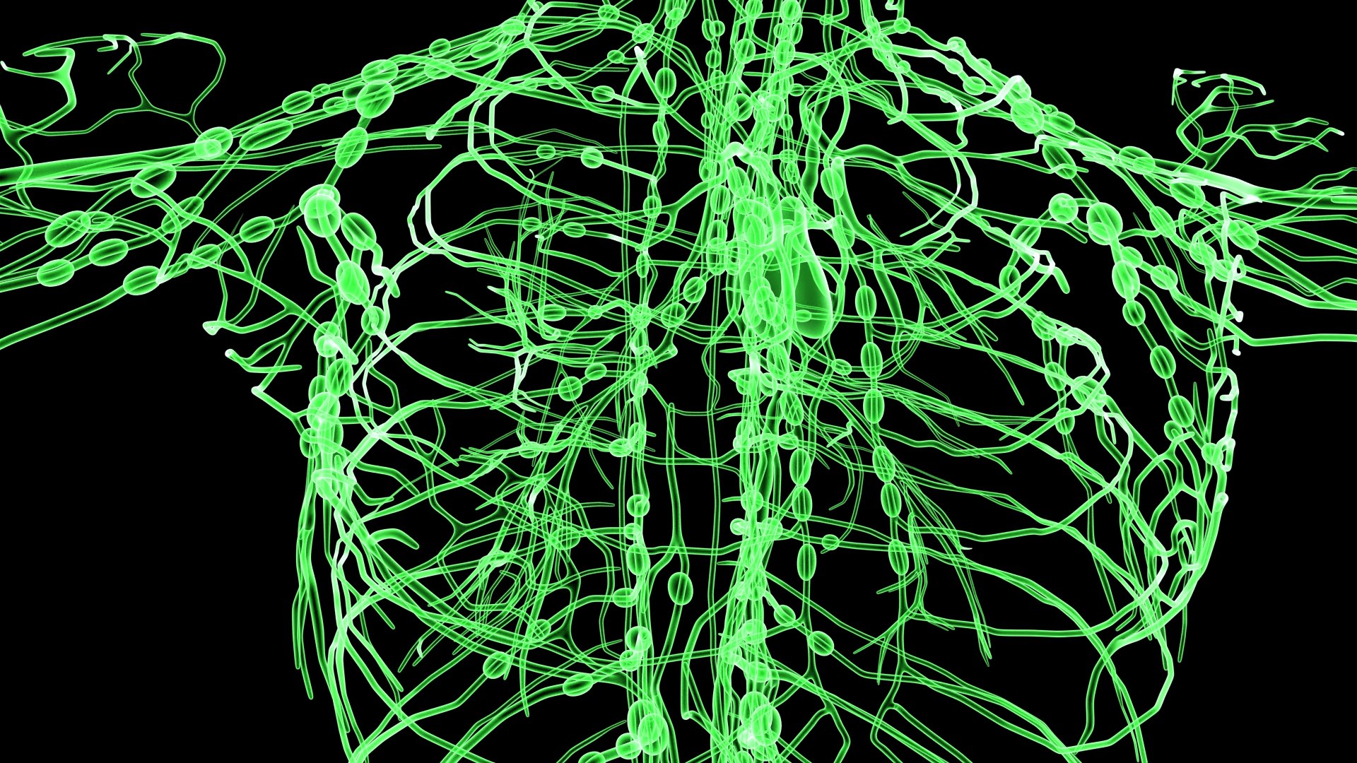 3D Lymphatic System - TurboSquid 1834788