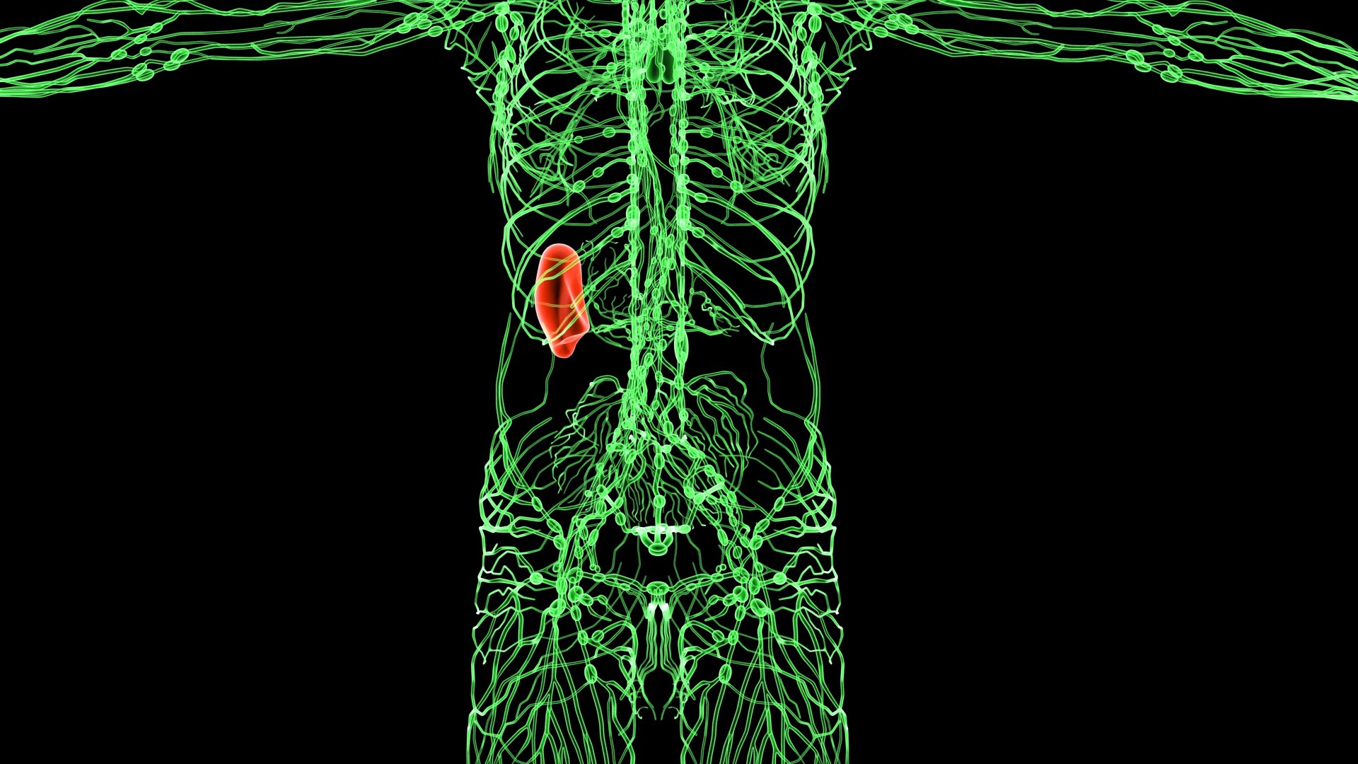 3D Lymphatic System - TurboSquid 1834788