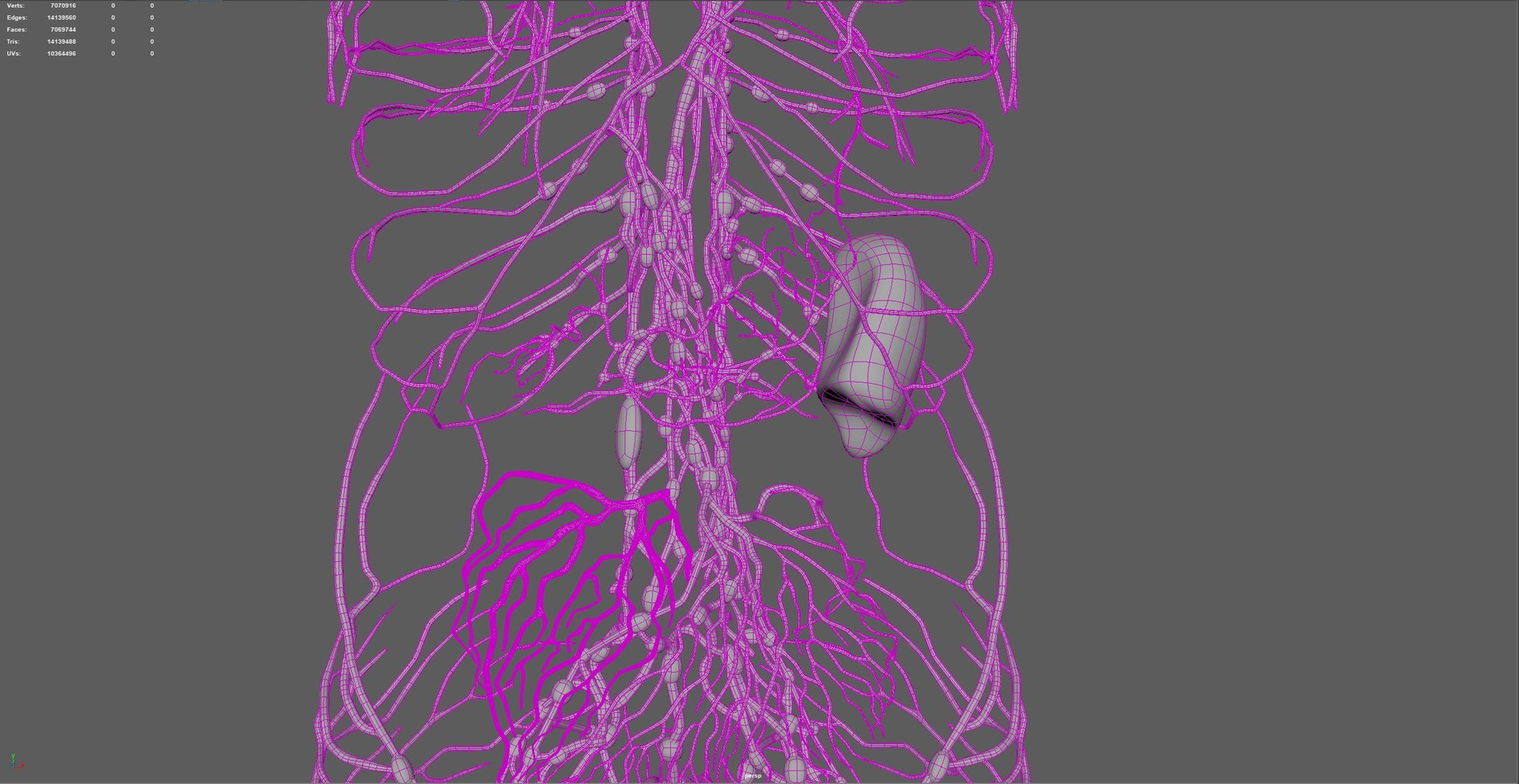 3D Lymphatic System - TurboSquid 1834788