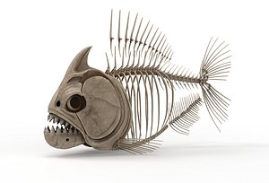 3D Fish Skeleton Models - Browse & Download Formats - TurboSquid