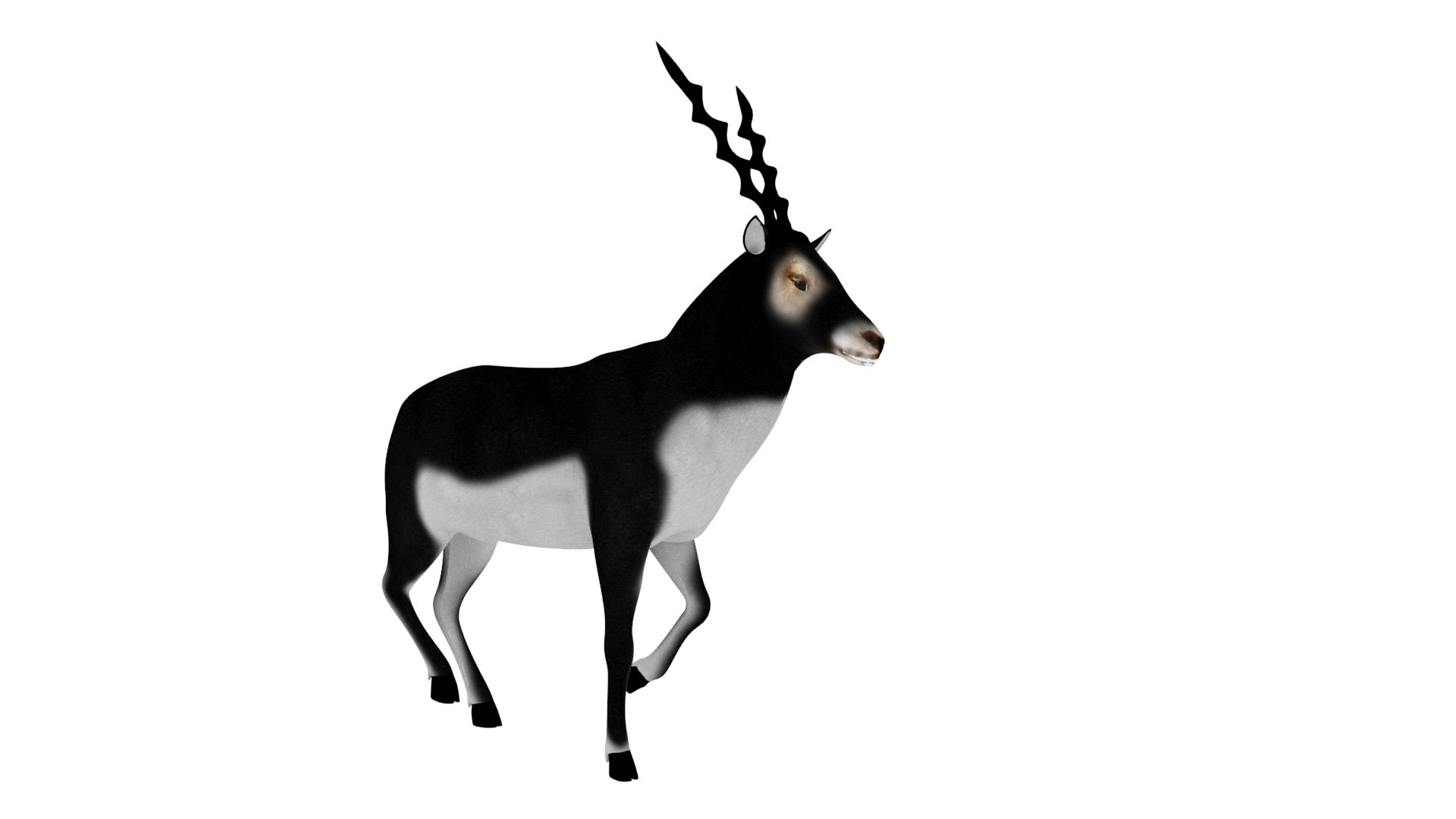 Rigged blackbuck animations 3D model - TurboSquid 1376419