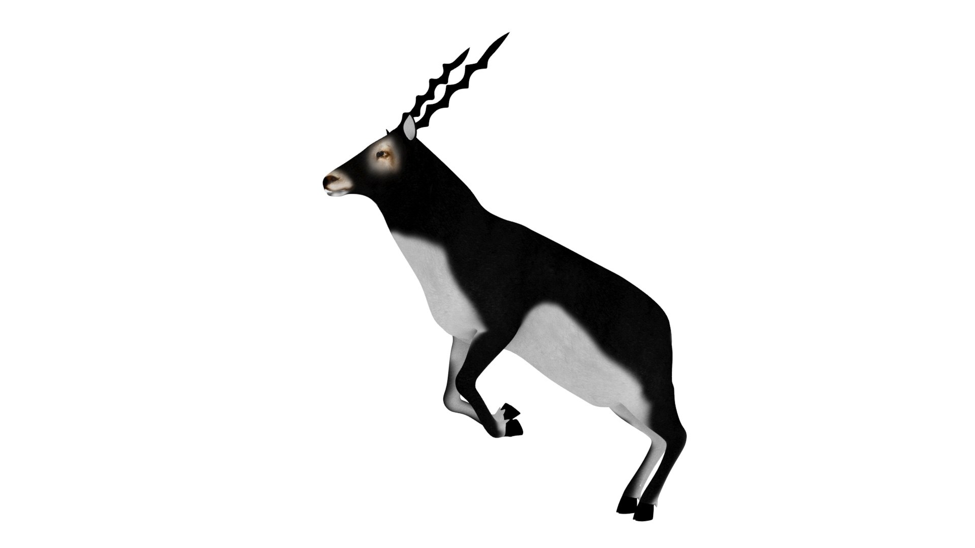 Rigged blackbuck animations 3D model - TurboSquid 1376419