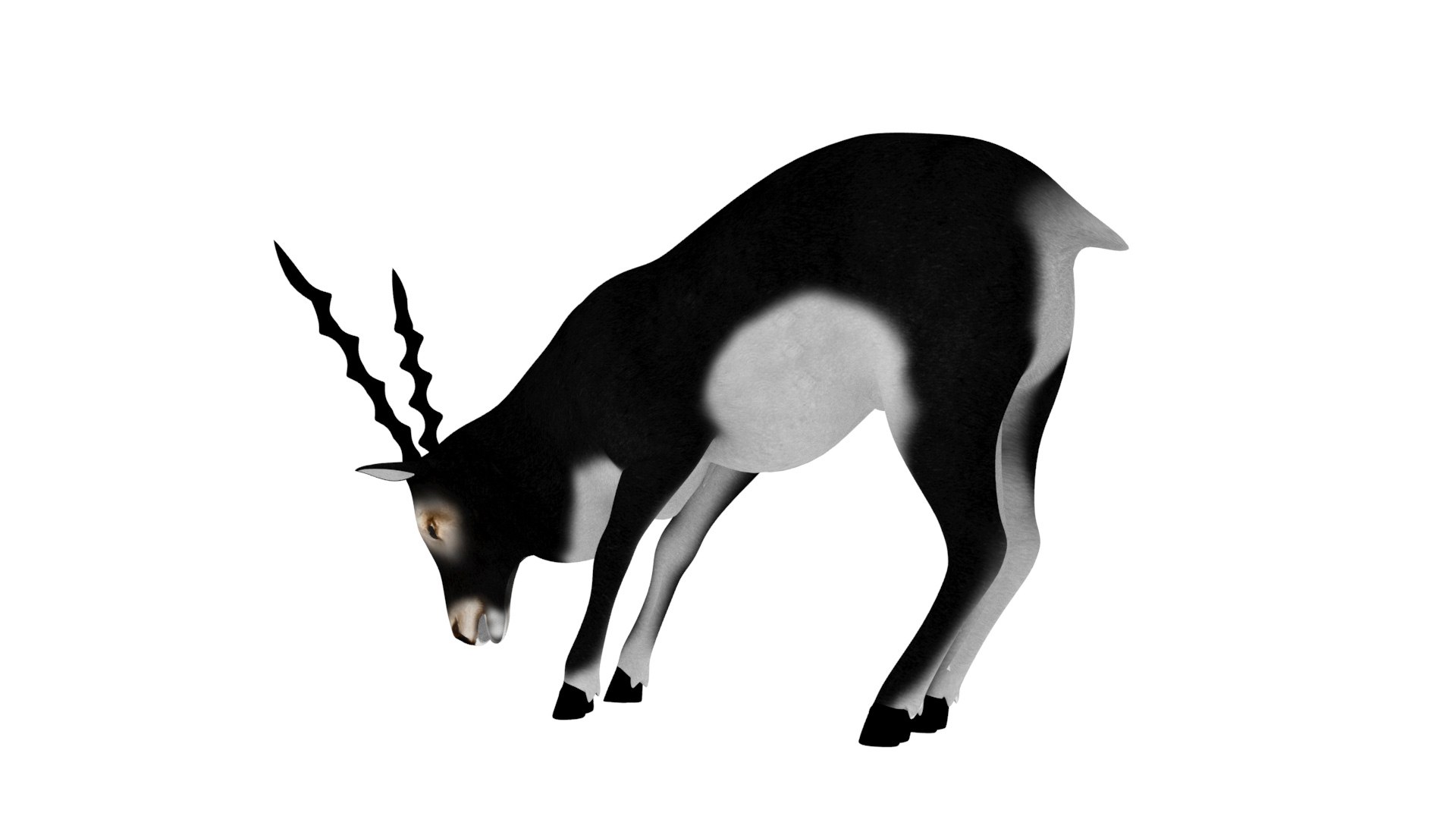 Rigged blackbuck animations 3D model - TurboSquid 1376419