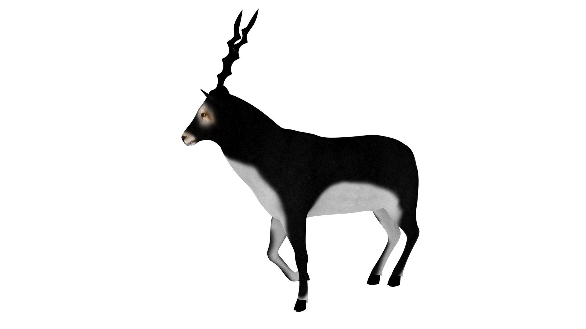 Rigged blackbuck animations 3D model - TurboSquid 1376419
