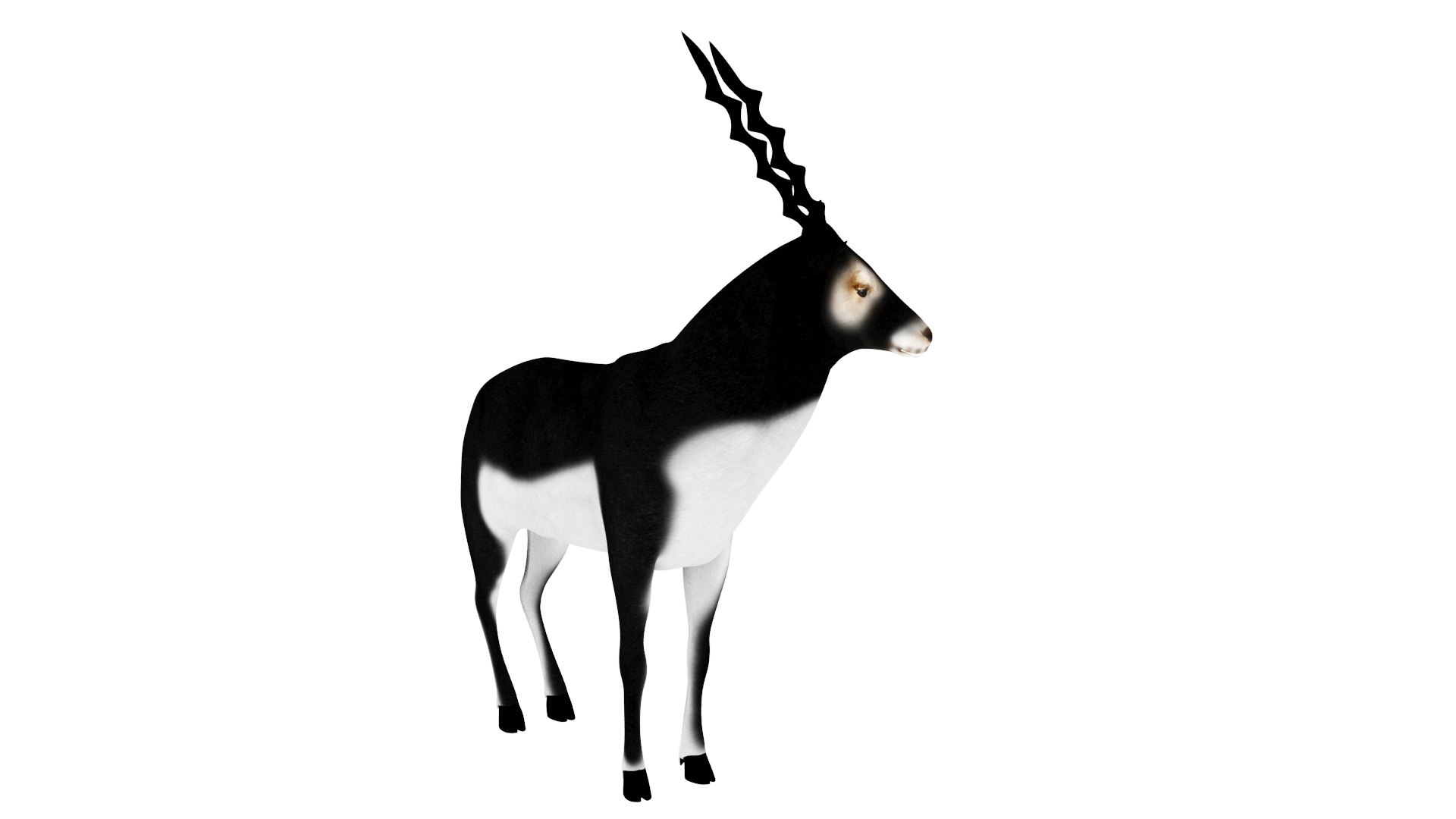 Rigged blackbuck animations 3D model - TurboSquid 1376419