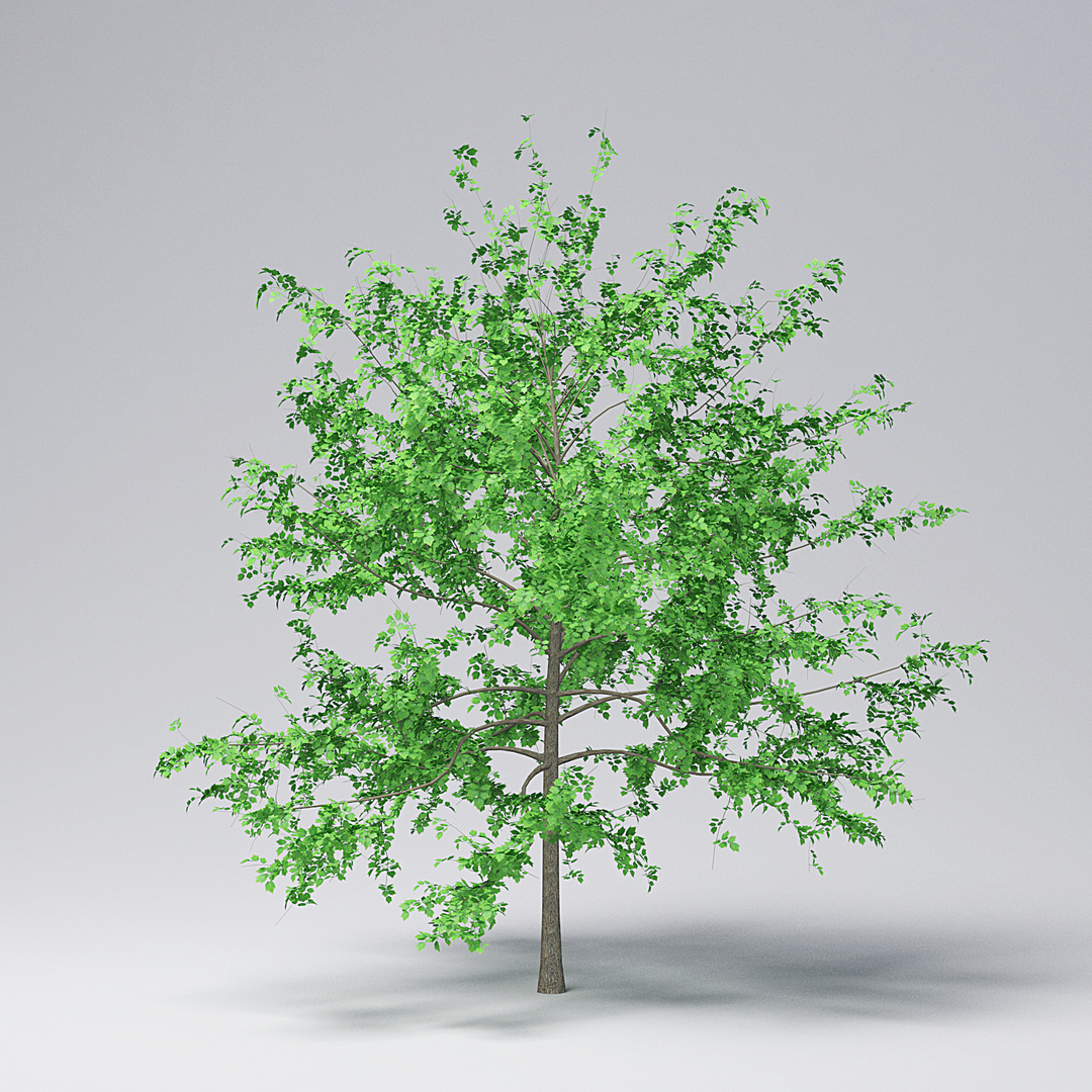 Mountain maple - 550cm 3D model - TurboSquid 1203522