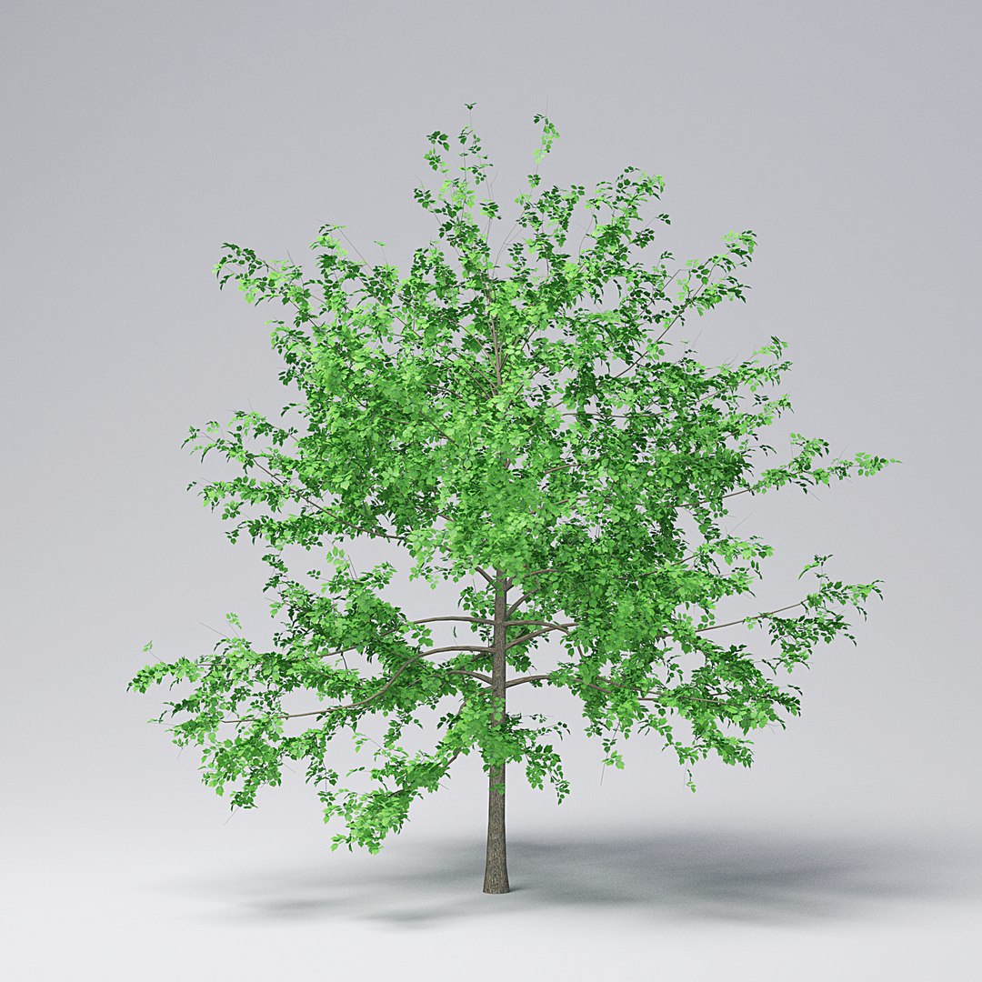Mountain maple - 550cm 3D model - TurboSquid 1203522