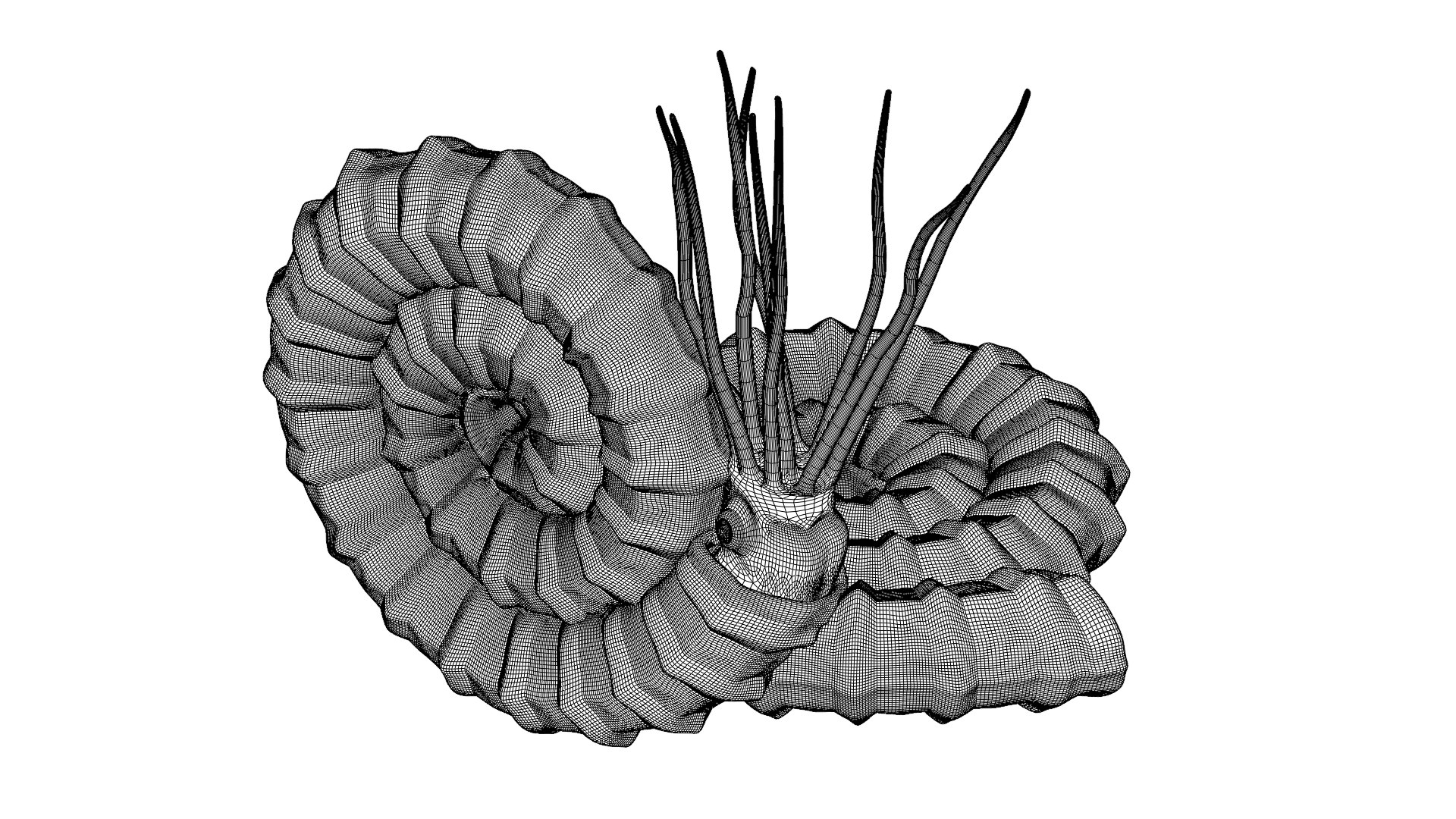 3D Ammonite - Ammonoids - Simple - TurboSquid 2337377