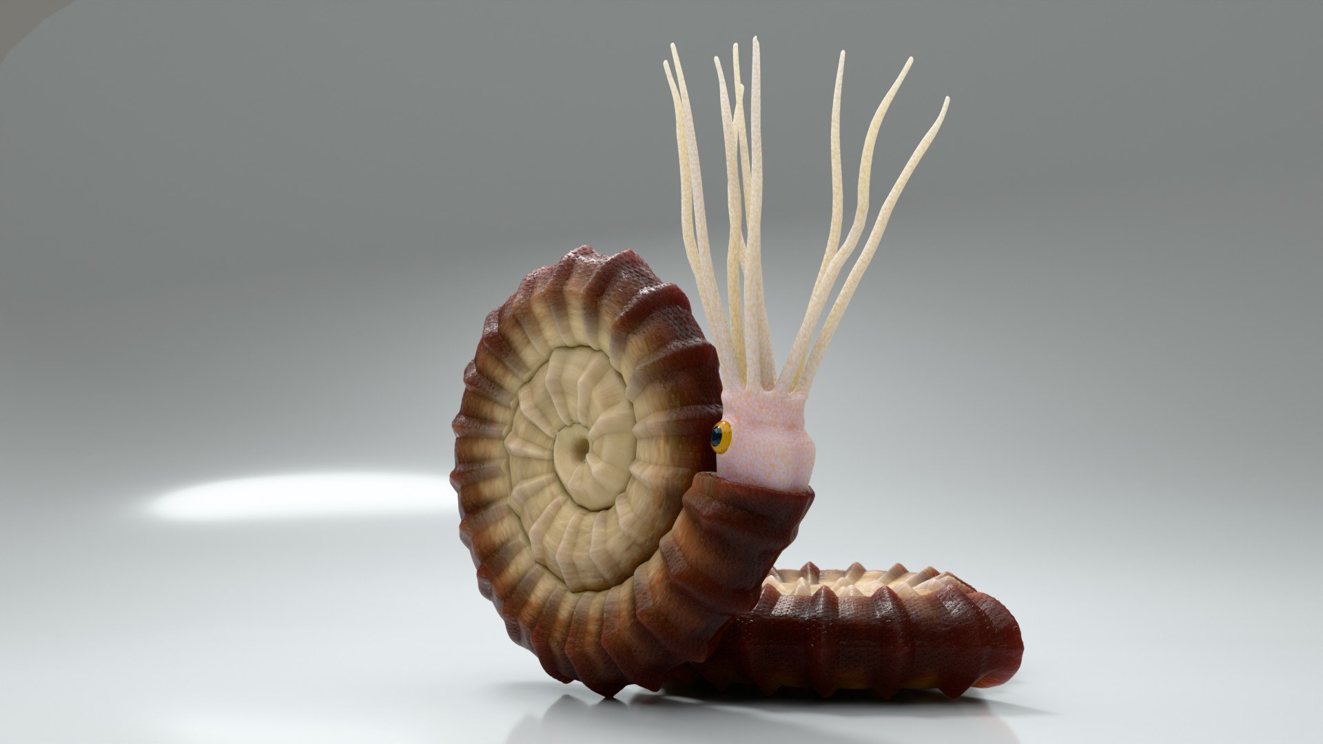 3D Ammonite - Ammonoids - Simple - TurboSquid 2337377