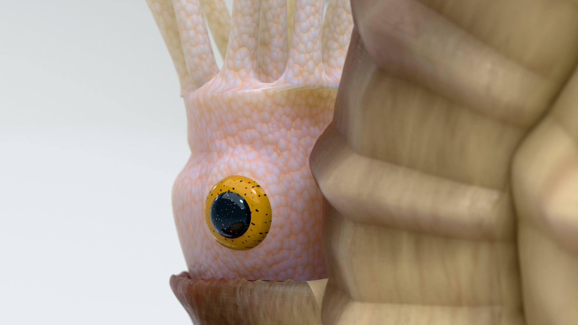 3D Ammonite - Ammonoids - Simple - TurboSquid 2337377