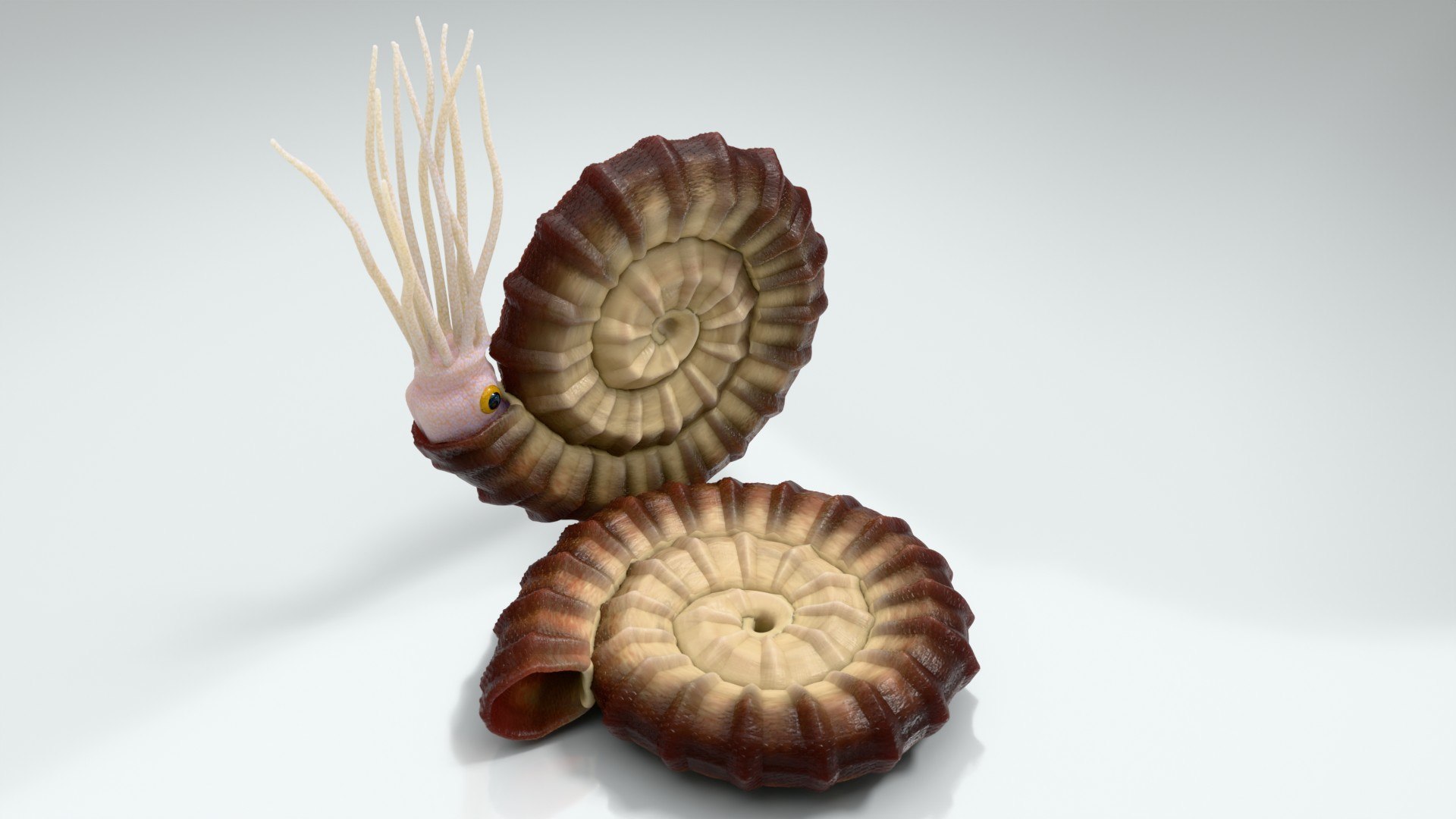 3D Ammonite - Ammonoids - Simple - TurboSquid 2337377