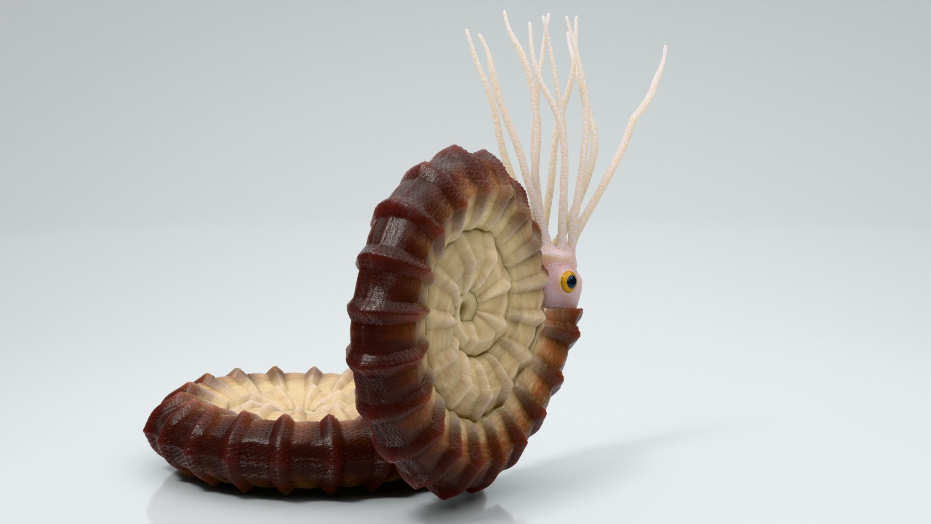 Ammonite - Ammonoids - Simple Ammonite - Ammonoids - Simple ...