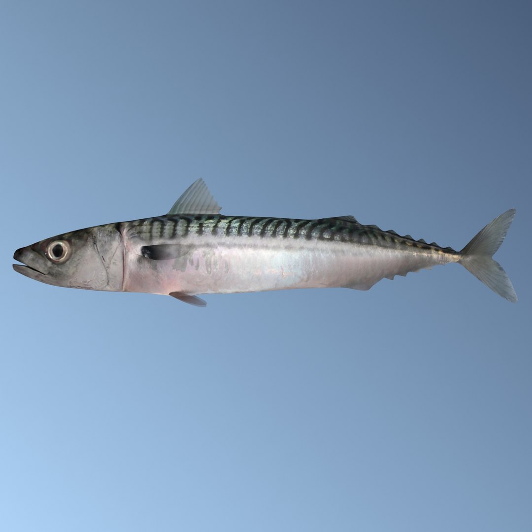 3ds Mackerel Fish
