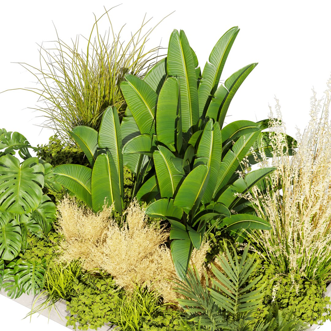 3D Collection Plant Vol 539 - Garden - Pampas - Banana - Mostera Model - TurboSquid 2143794