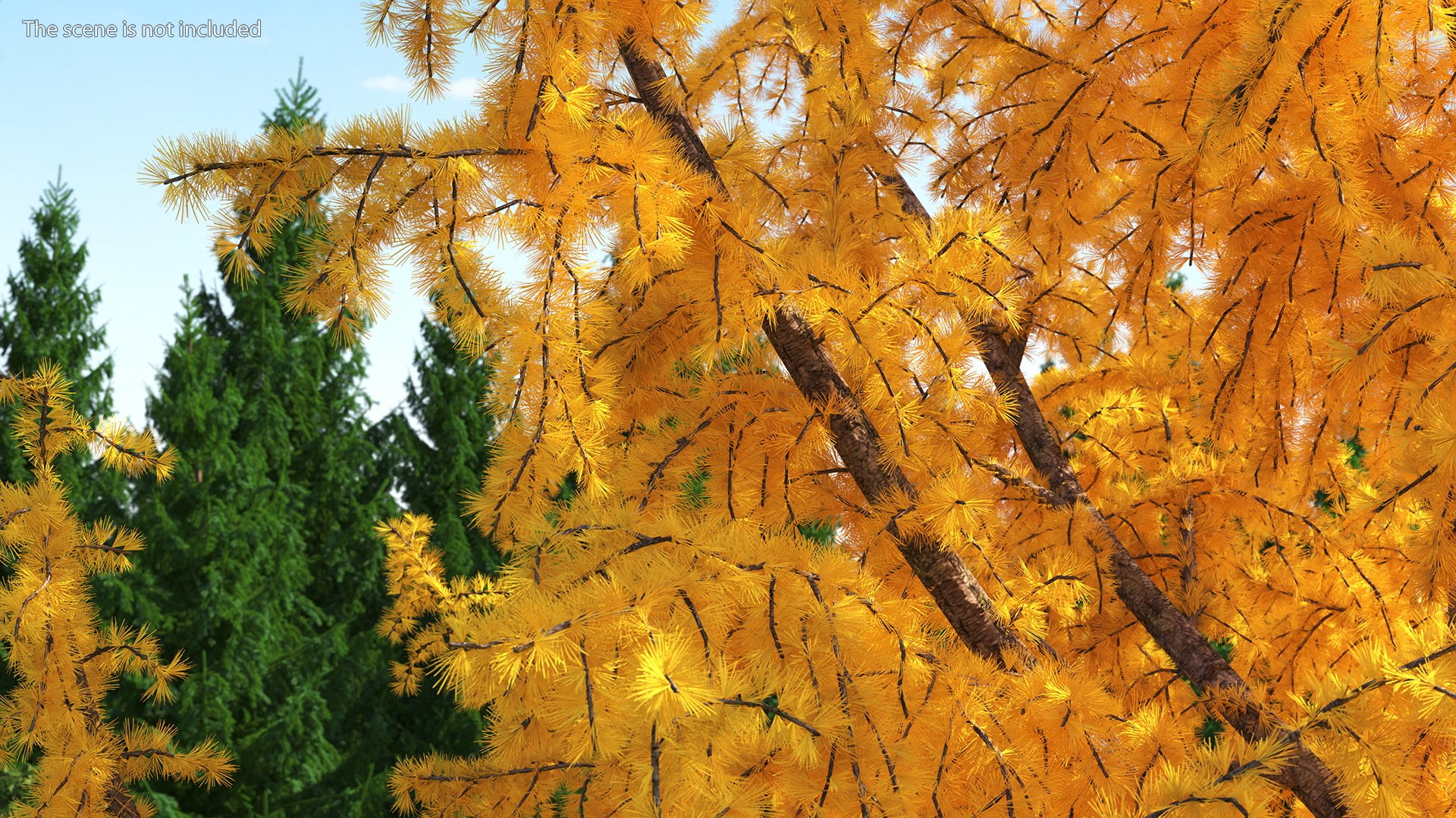 Tall Japanese Larch Tree Yellow 3D Model - TurboSquid 1859956