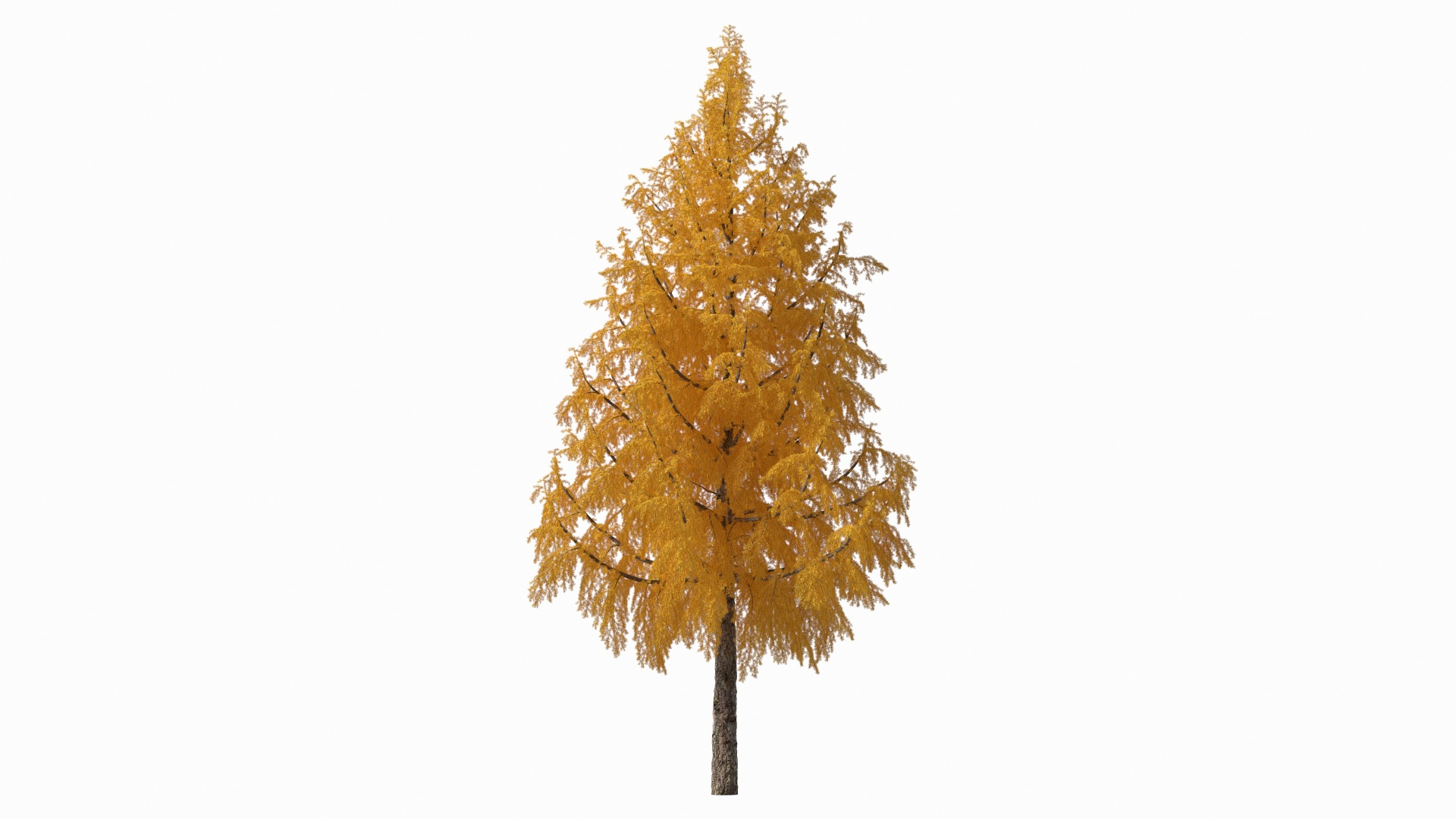 Tall Japanese Larch Tree Yellow 3D Model - TurboSquid 1859956