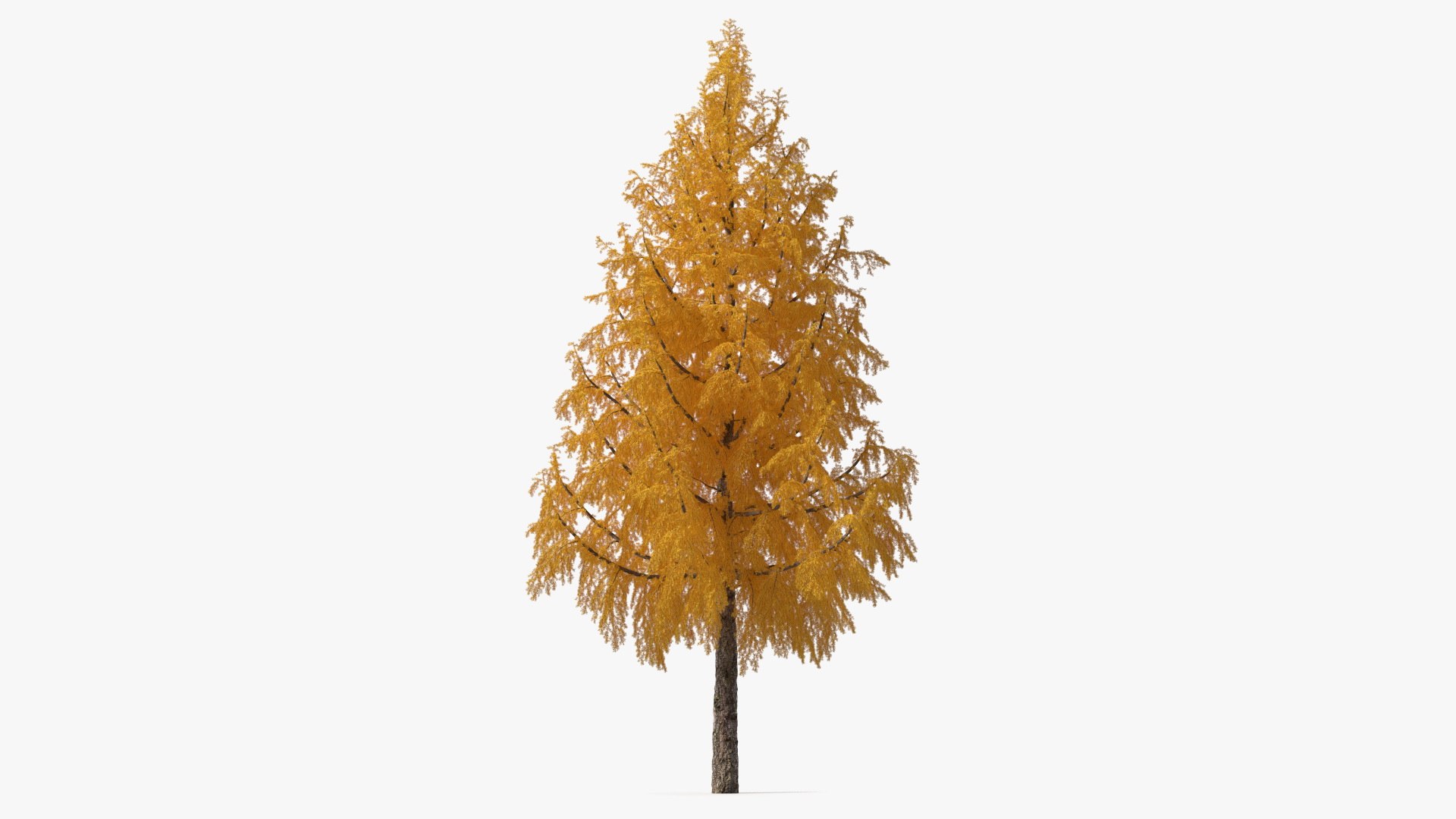 Tall Japanese Larch Tree Yellow 3D model - TurboSquid 1859956