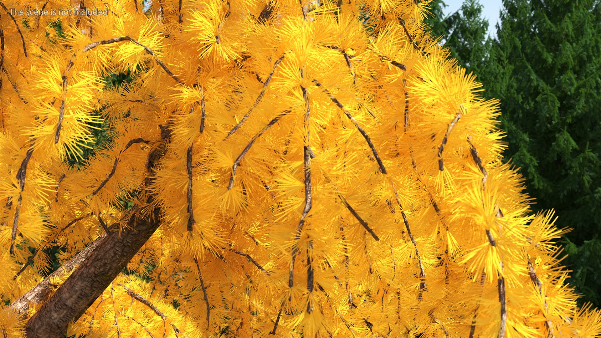 Tall Japanese Larch Tree Yellow 3D Model - TurboSquid 1859956