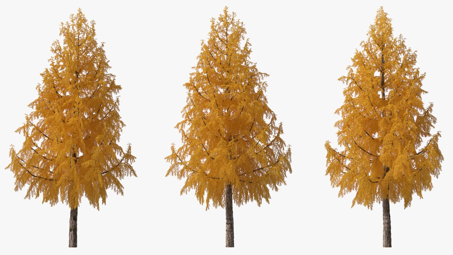 Tall Japanese Larch Tree Yellow 3D Model - TurboSquid 1859956