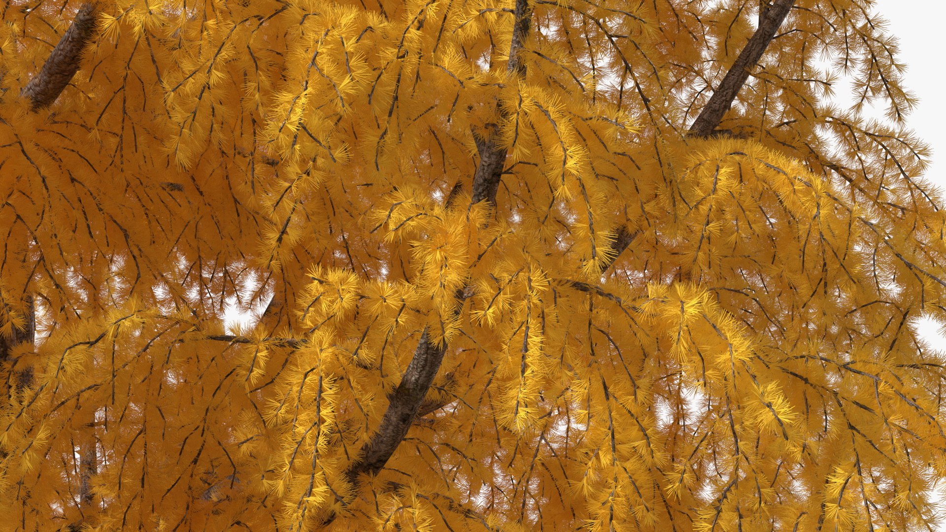 Tall Japanese Larch Tree Yellow 3D Model - TurboSquid 1859956