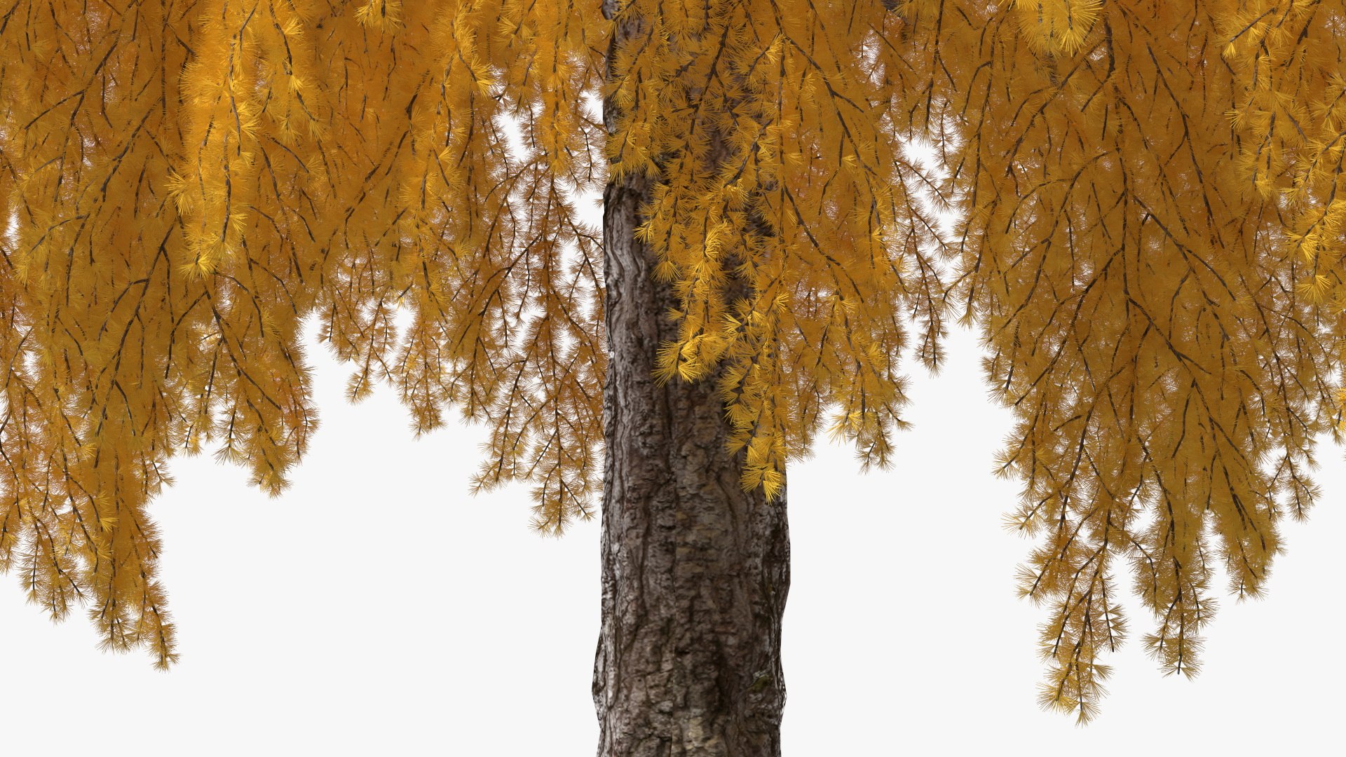 Tall Japanese Larch Tree Yellow 3D Model - TurboSquid 1859956