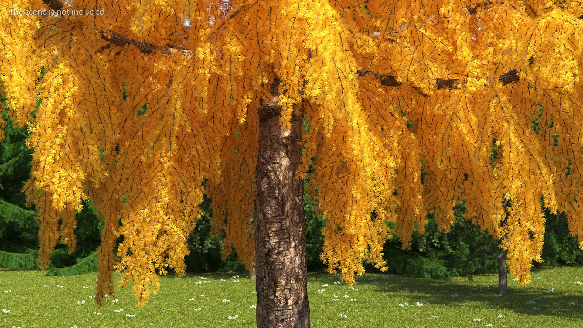 Tall Japanese Larch Tree Yellow 3D Model - TurboSquid 1859956
