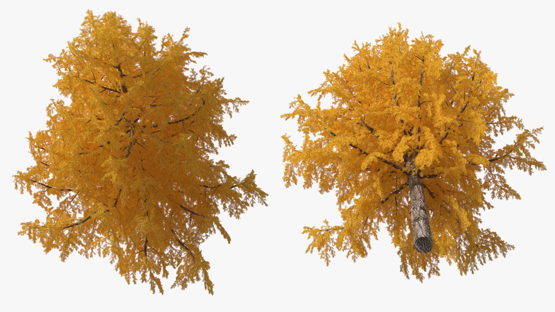 Tall Japanese Larch Tree Yellow 3D Model - TurboSquid 1859956