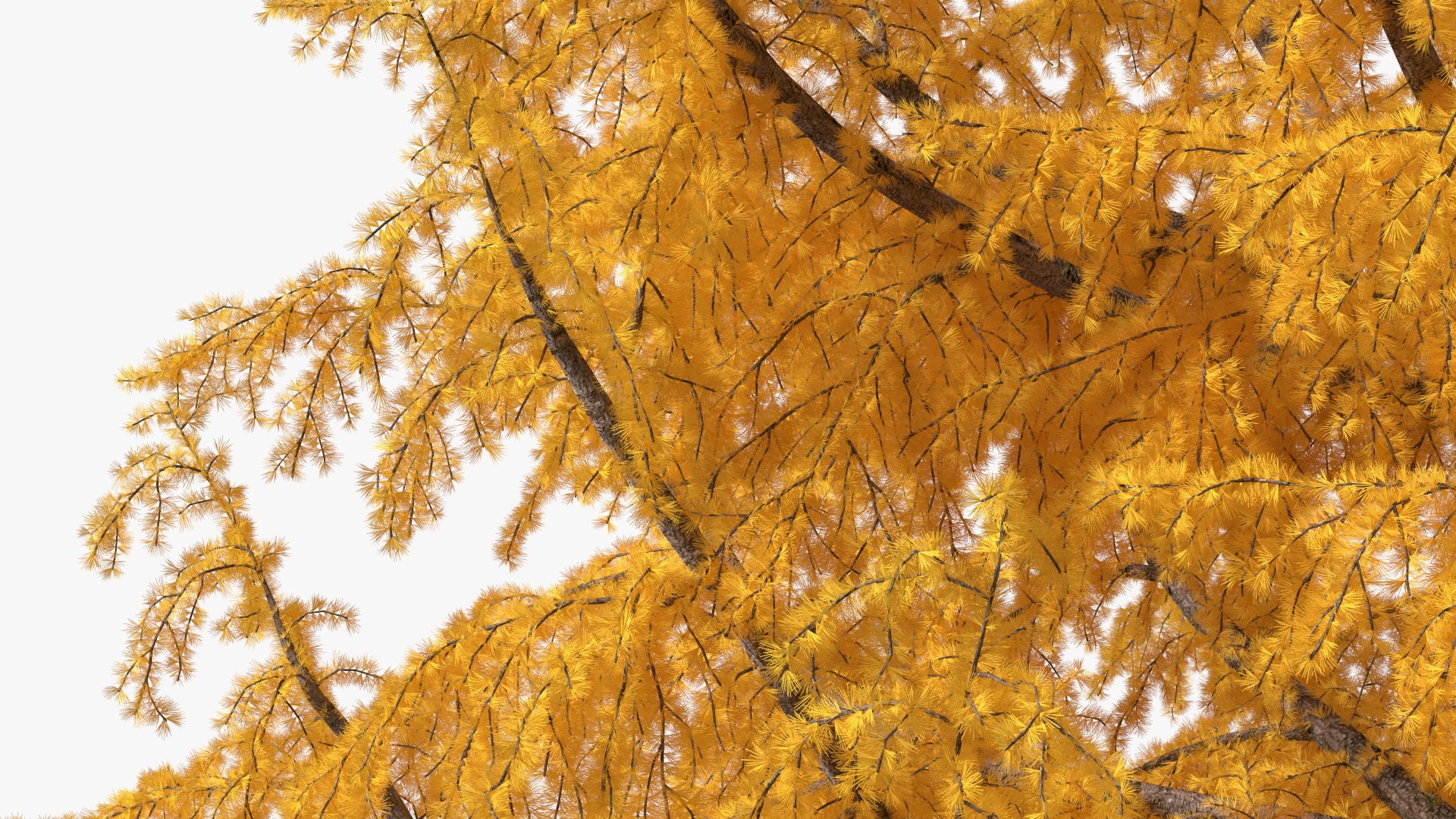 Tall Japanese Larch Tree Yellow 3D Model - TurboSquid 1859956