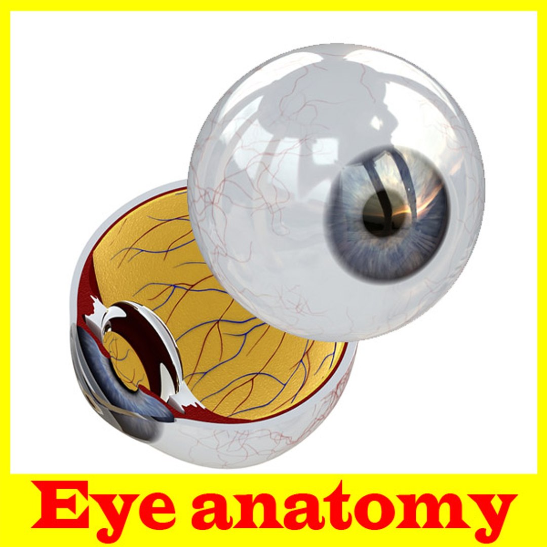 3D Eye Anatomy - TurboSquid 611868