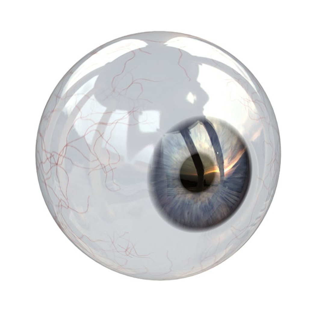3D Eye Anatomy - TurboSquid 611868