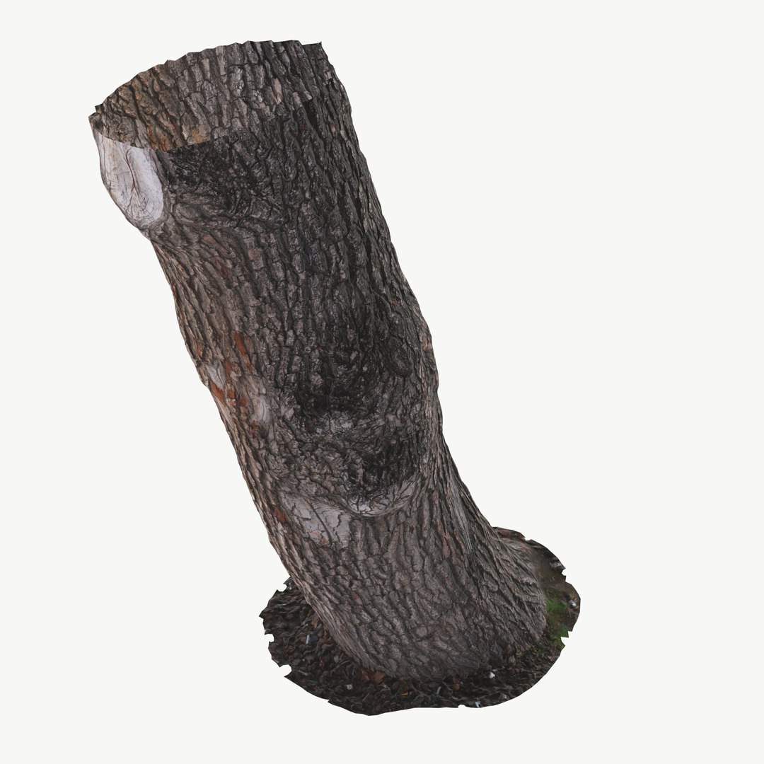 3D High Quality Scan Ash Tree Trunk - 4 - TurboSquid 2207981