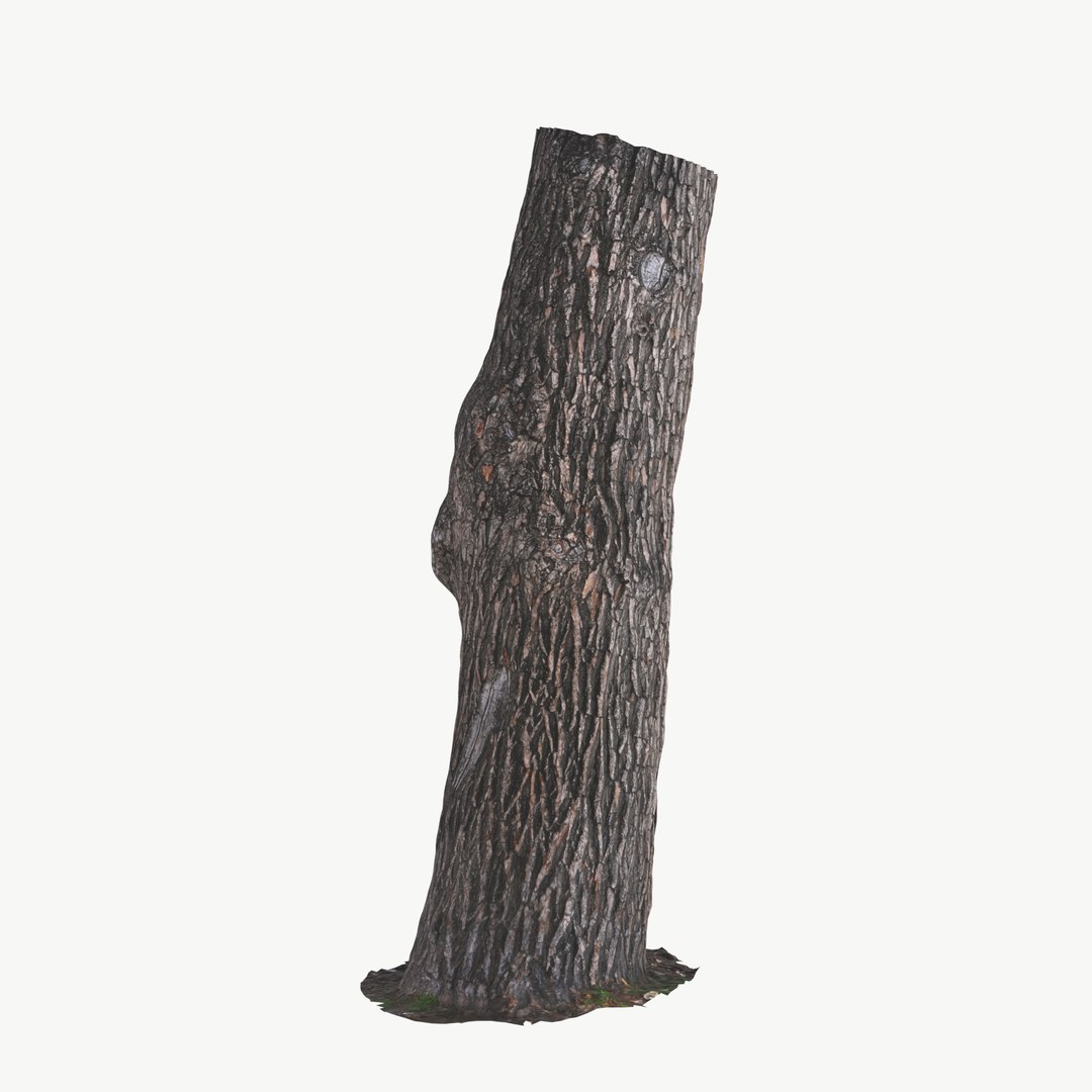 3D High Quality Scan Ash Tree Trunk - 4 - TurboSquid 2207981