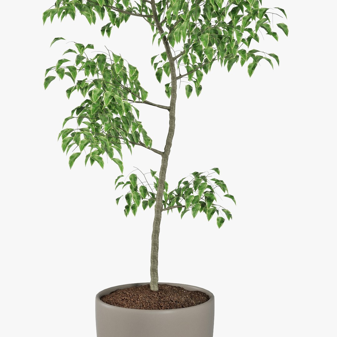 Ficus Benjamin Model - TurboSquid 1439307