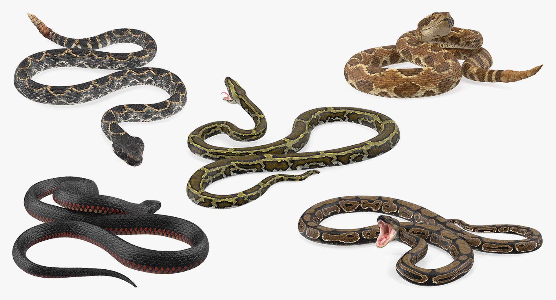 3D rigged snakes 3 model - TurboSquid 1513214