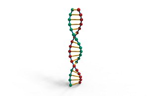 3D dna molecule model - TurboSquid 1473929