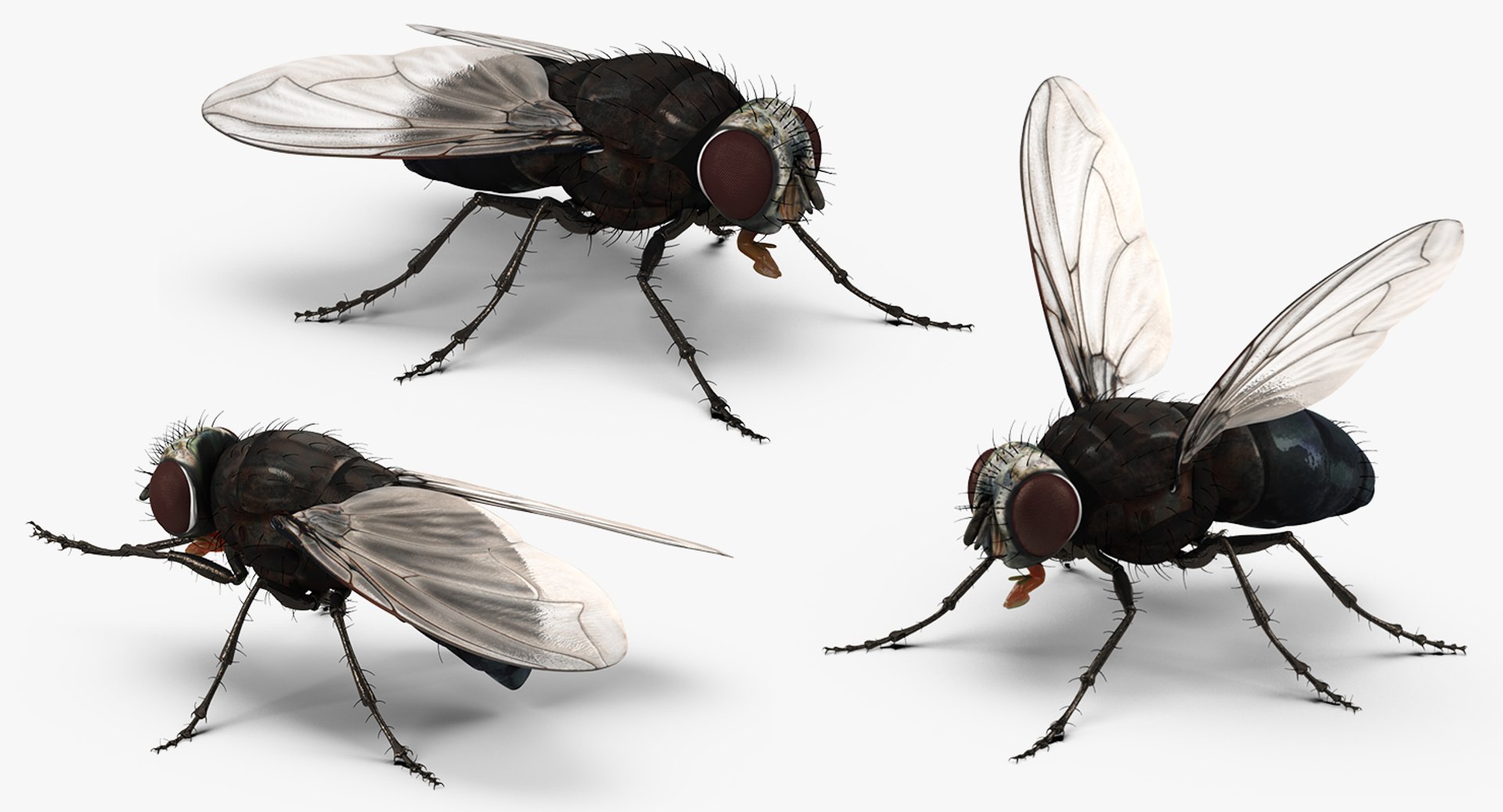 3D rigged flies - TurboSquid 1197243