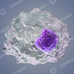 3D model basophil - TurboSquid 1317390