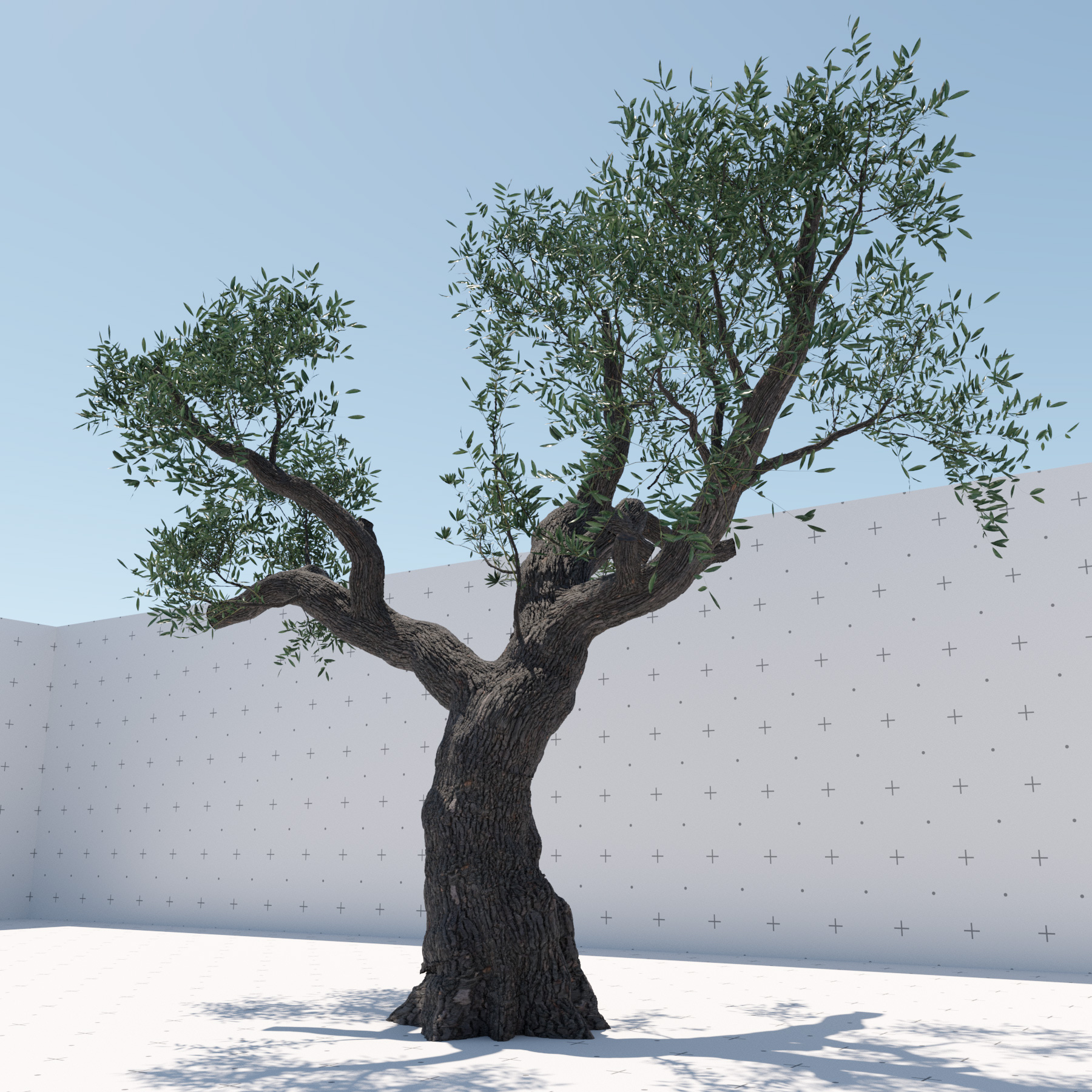 Olive tree 3D - TurboSquid 1303794