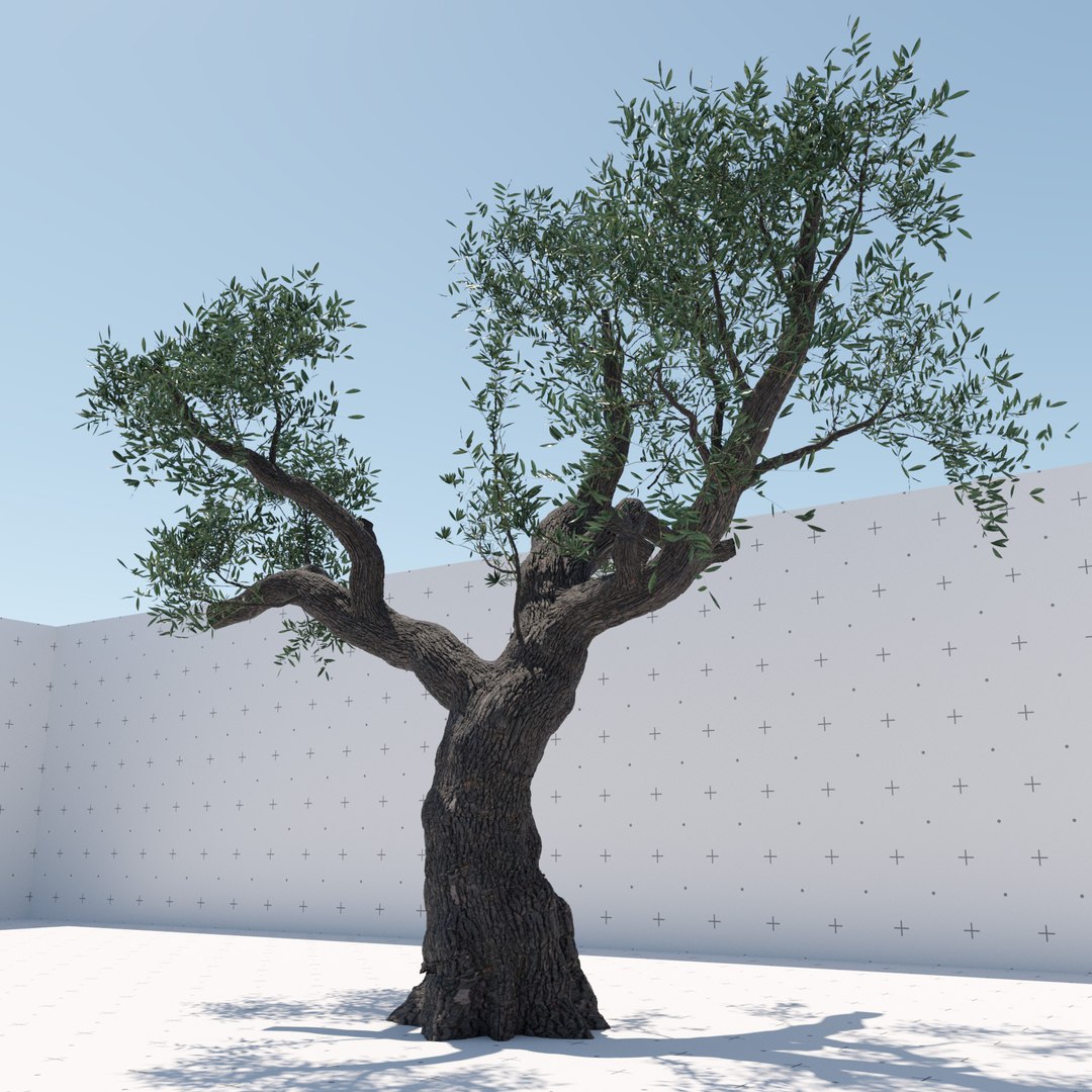 Olive Tree 3D - TurboSquid 1303794
